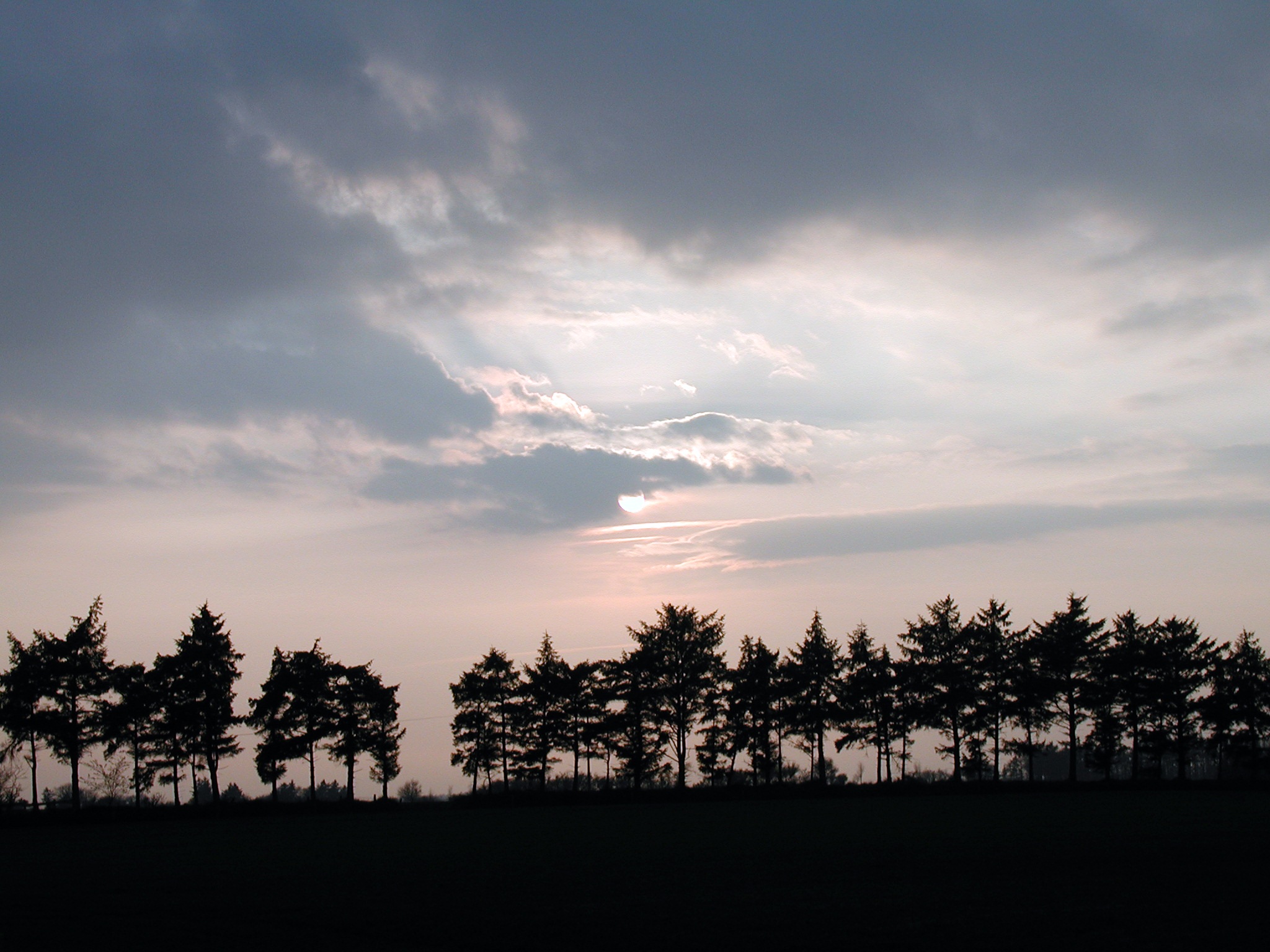 Glade Trees Evening Sun free image download