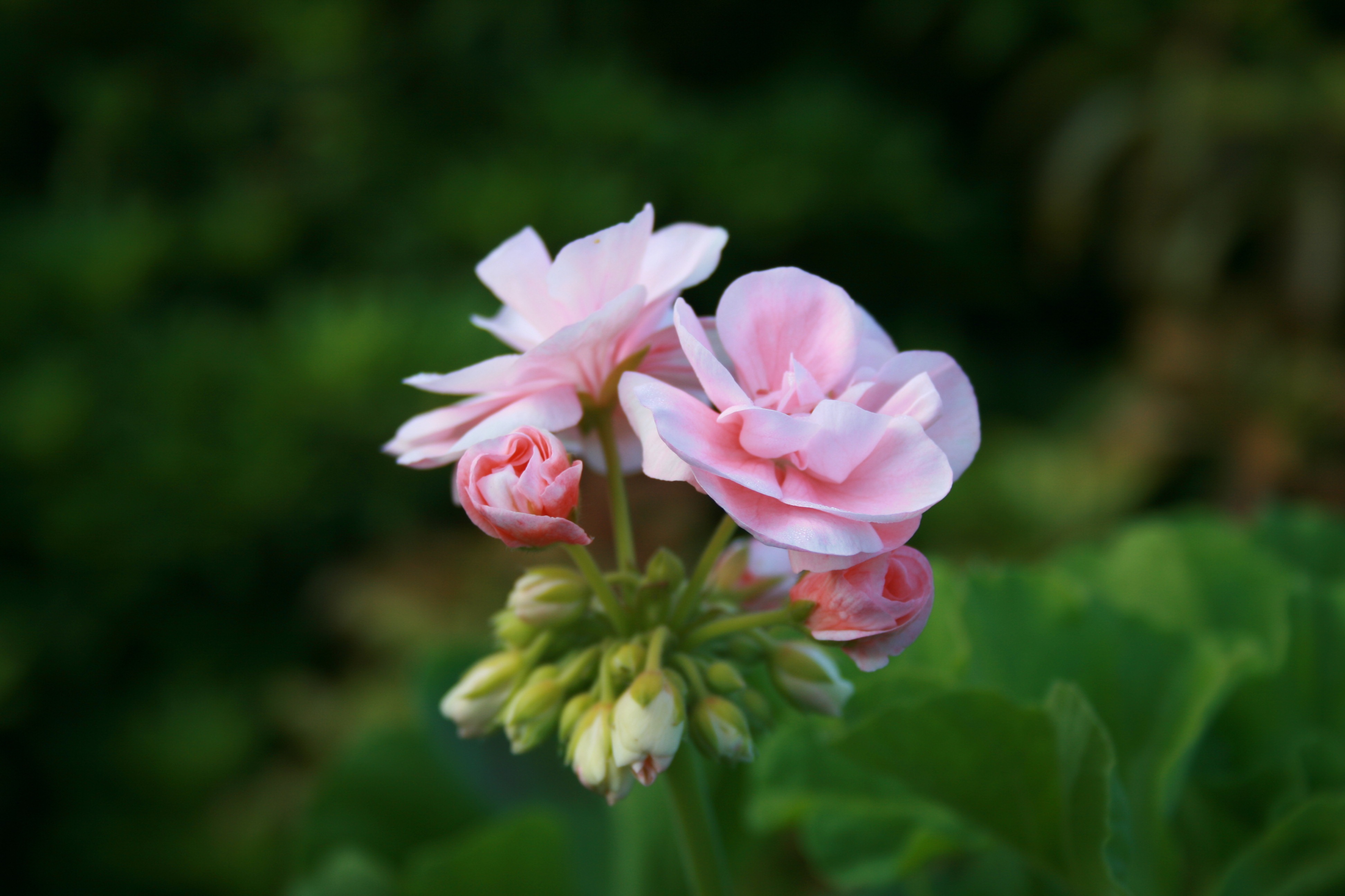Flower Flowers Beautiful free image download