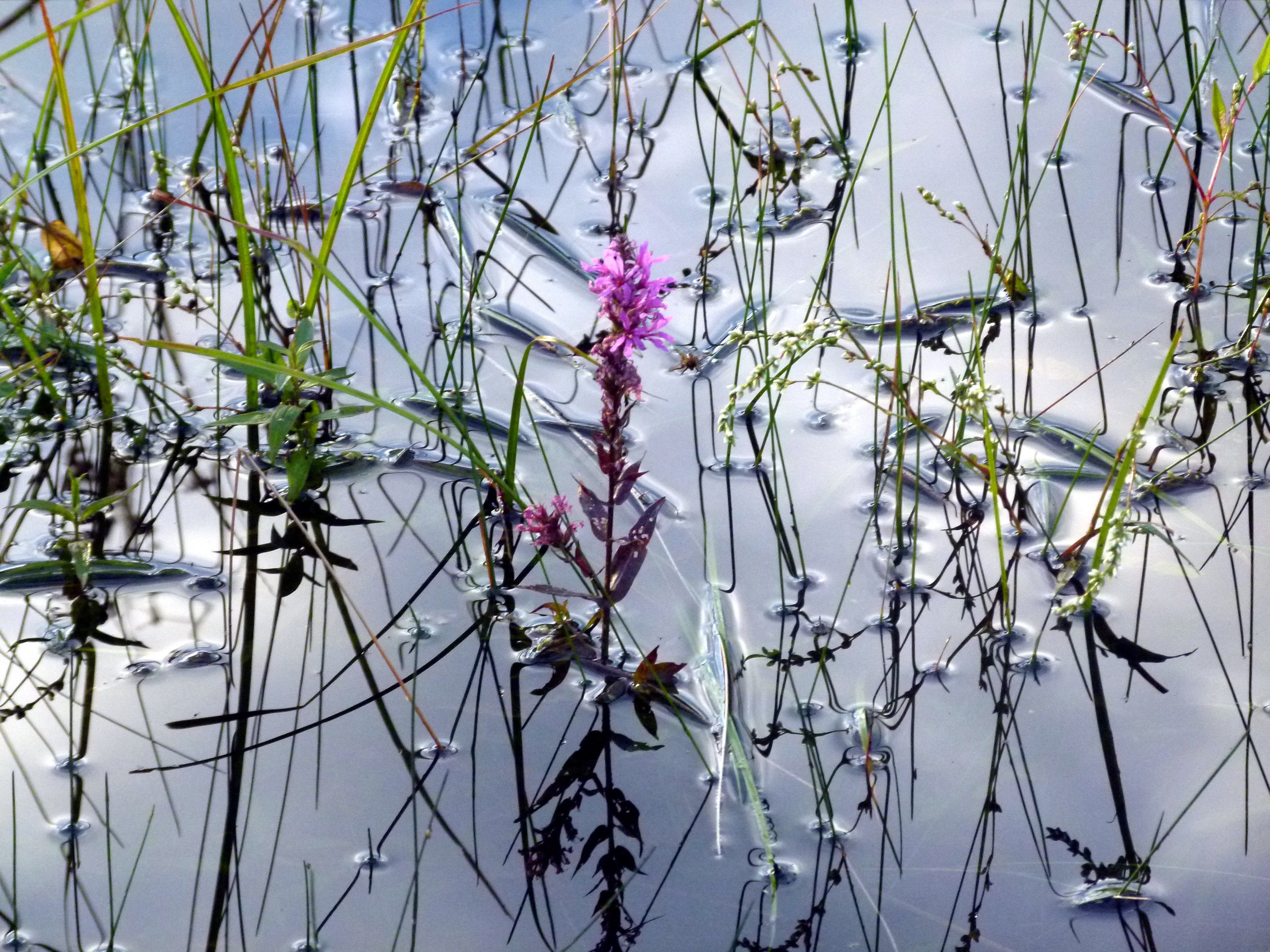Loosestrife Invasive Flower free image download