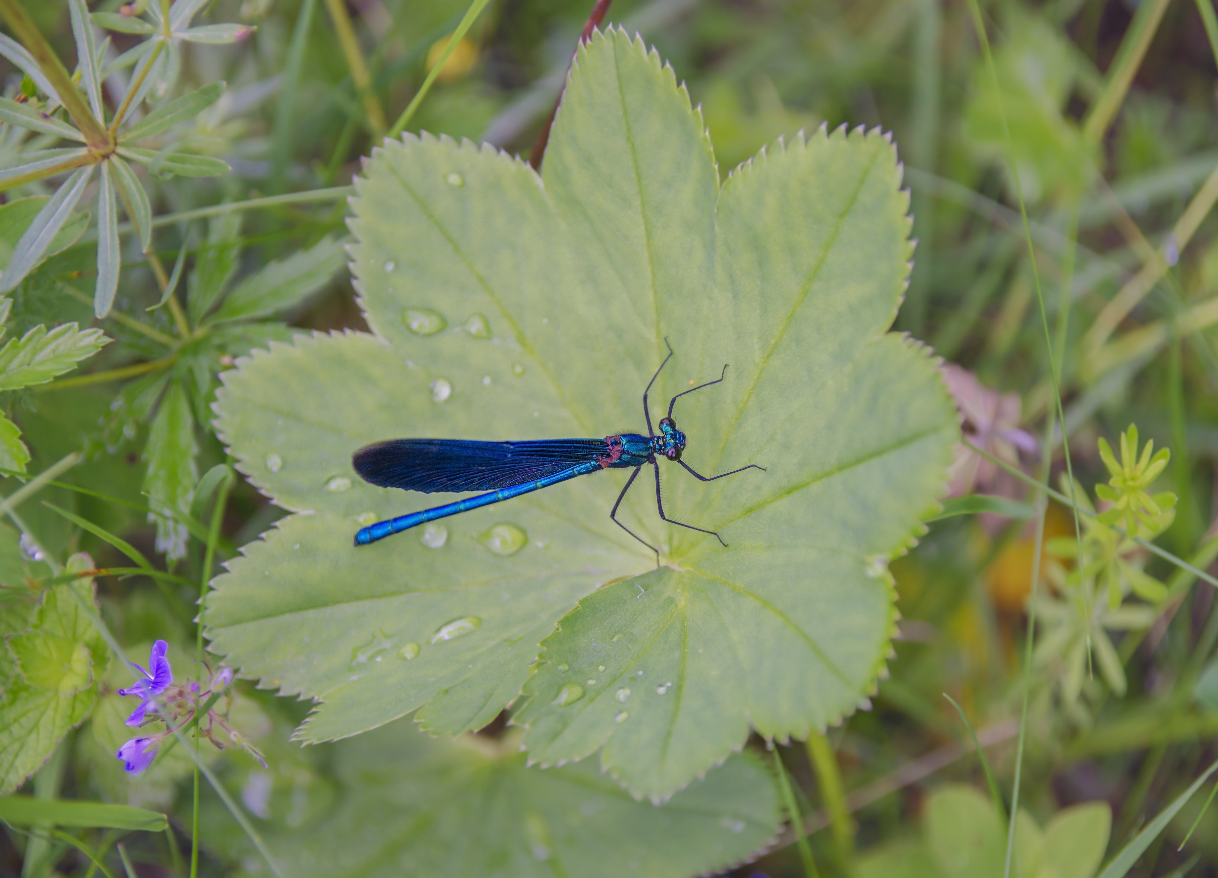 Dragonfly Sheet Summer free image download
