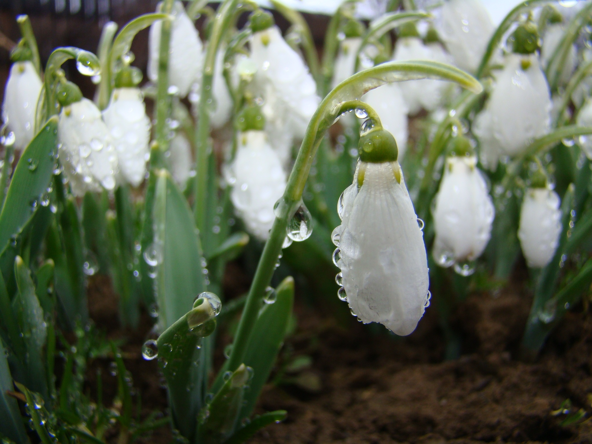 Snowdrops White Nature free image download