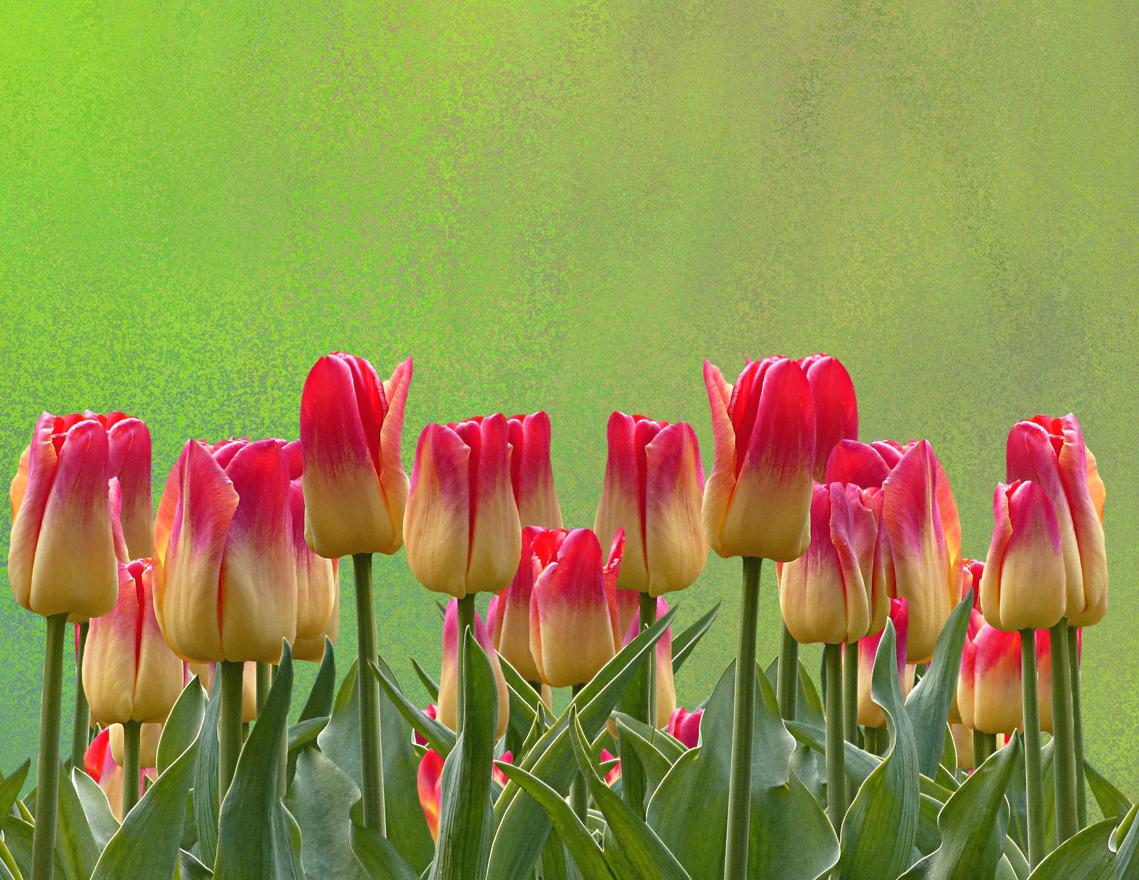 Tulips Spring Easter free image download
