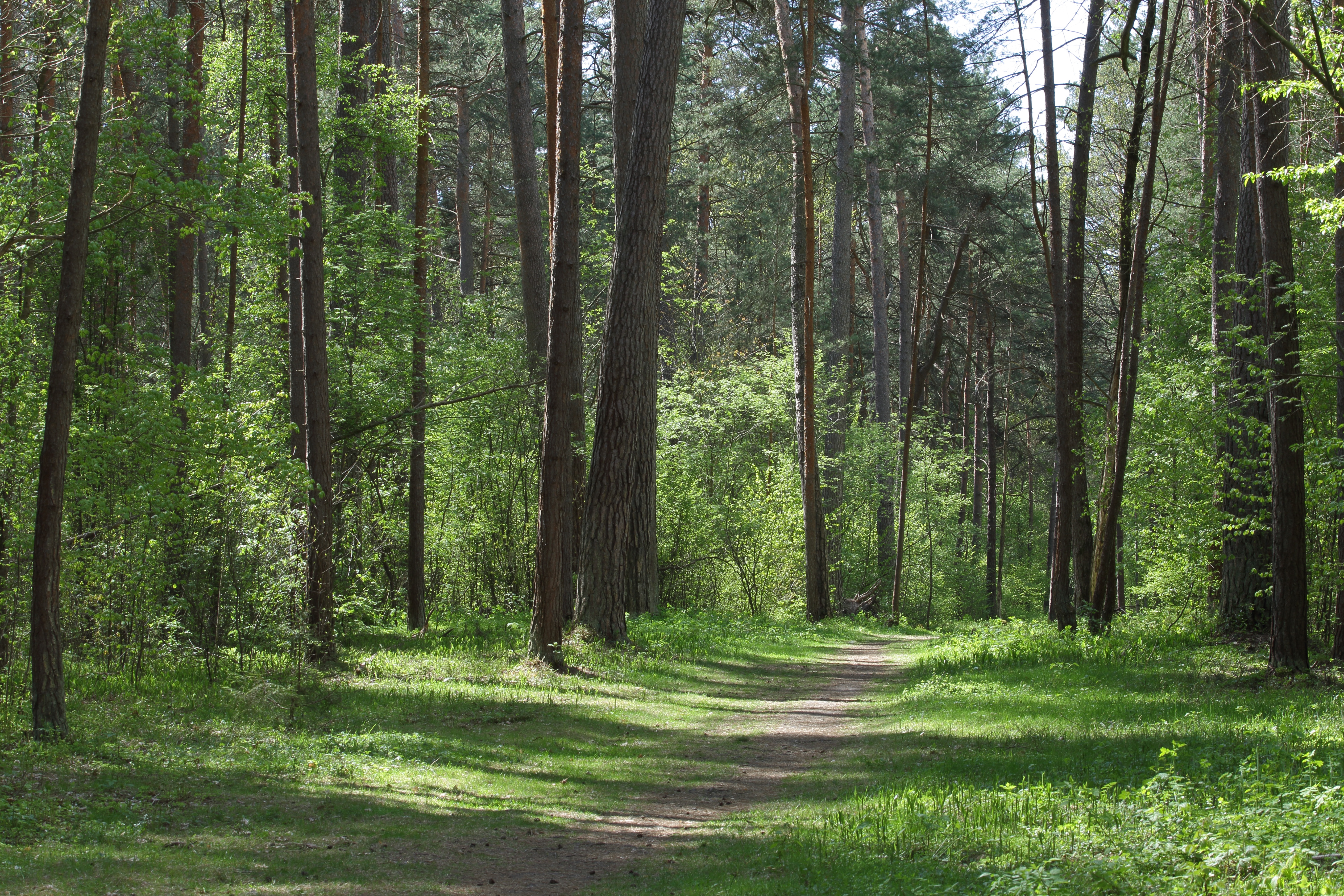Magnificent forest in the grass free image download