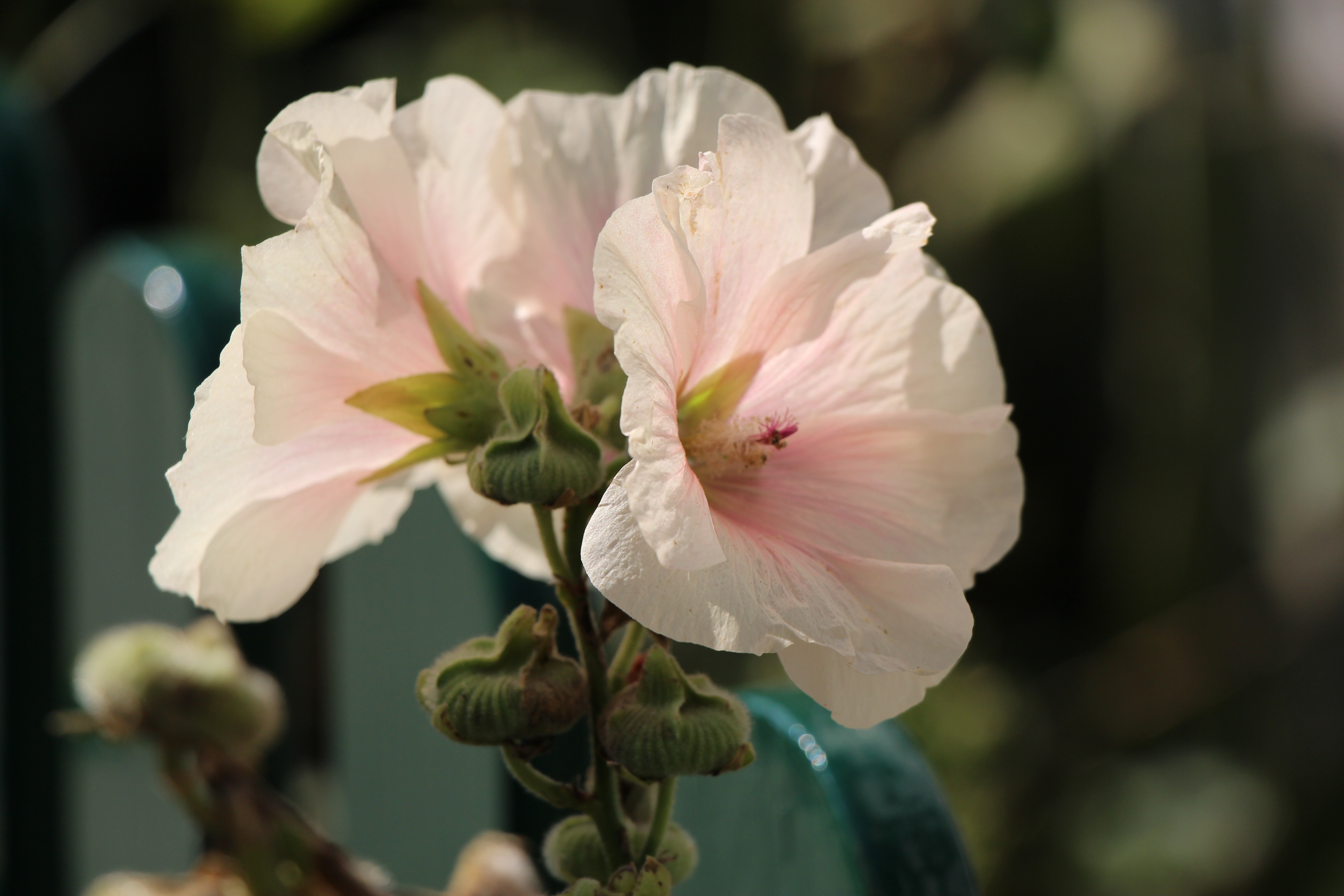 Stock Rose Flower Close Up free image download