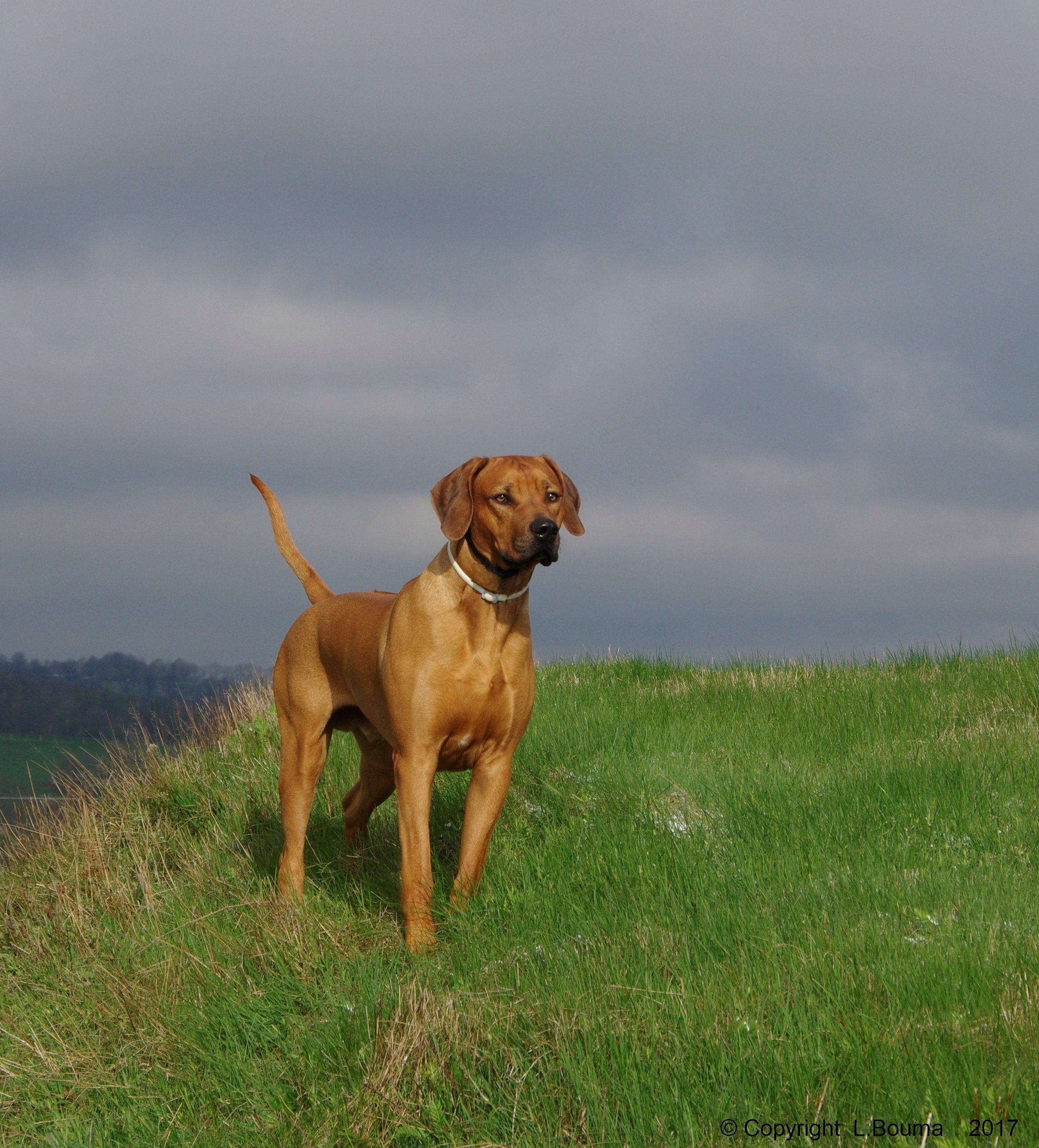 Dog Ridgeback free image download