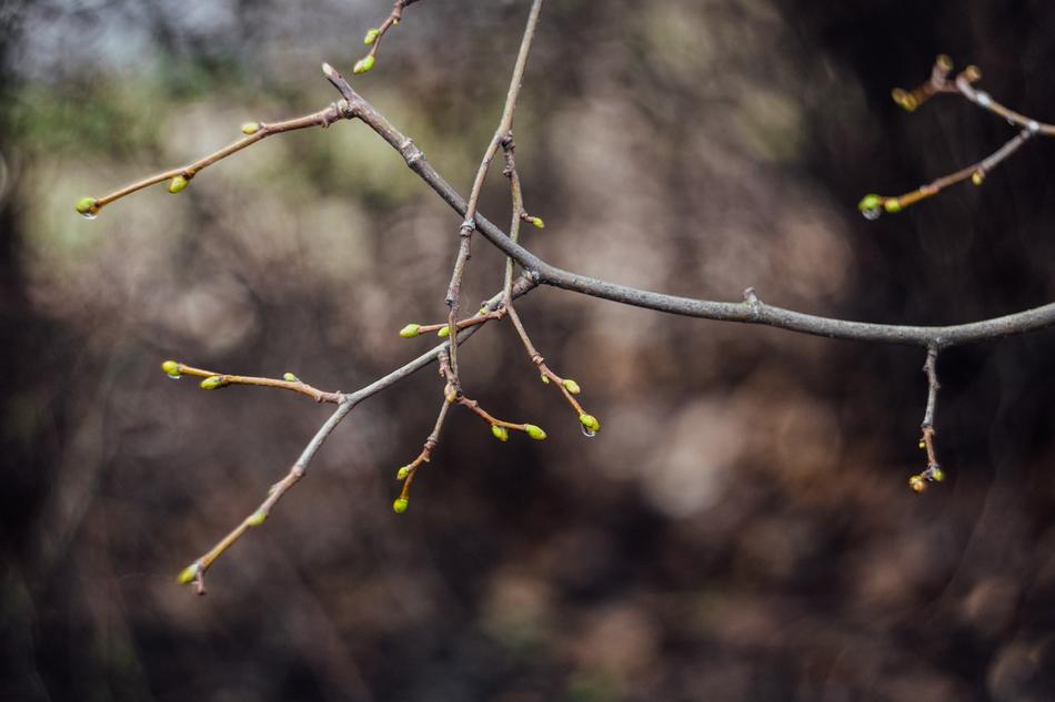 Stem Plant Nature free image download