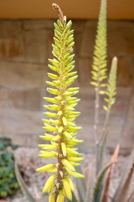 Plants Fat Garden free image download