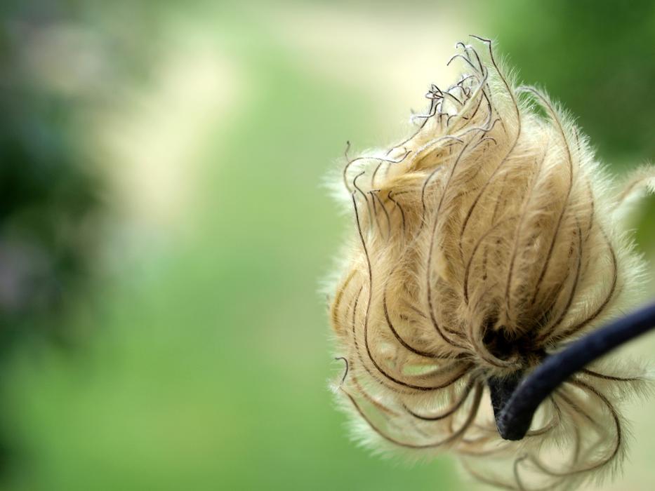 Clematis Seed Flower free image download