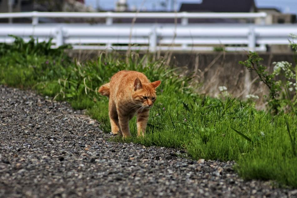 Animal Cat Walk free image download