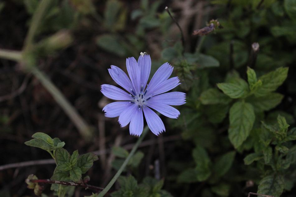Purple Flower Kocaeli free image download