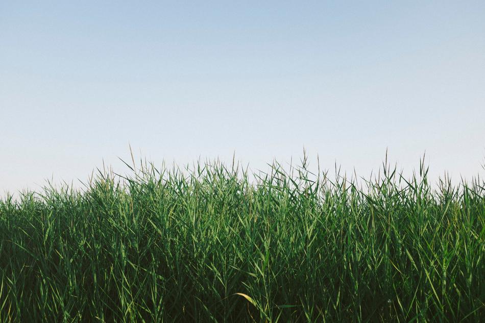 Grass Crops view free image download