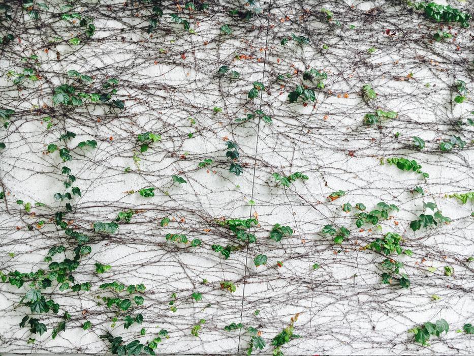 Vines Plant Green free image download