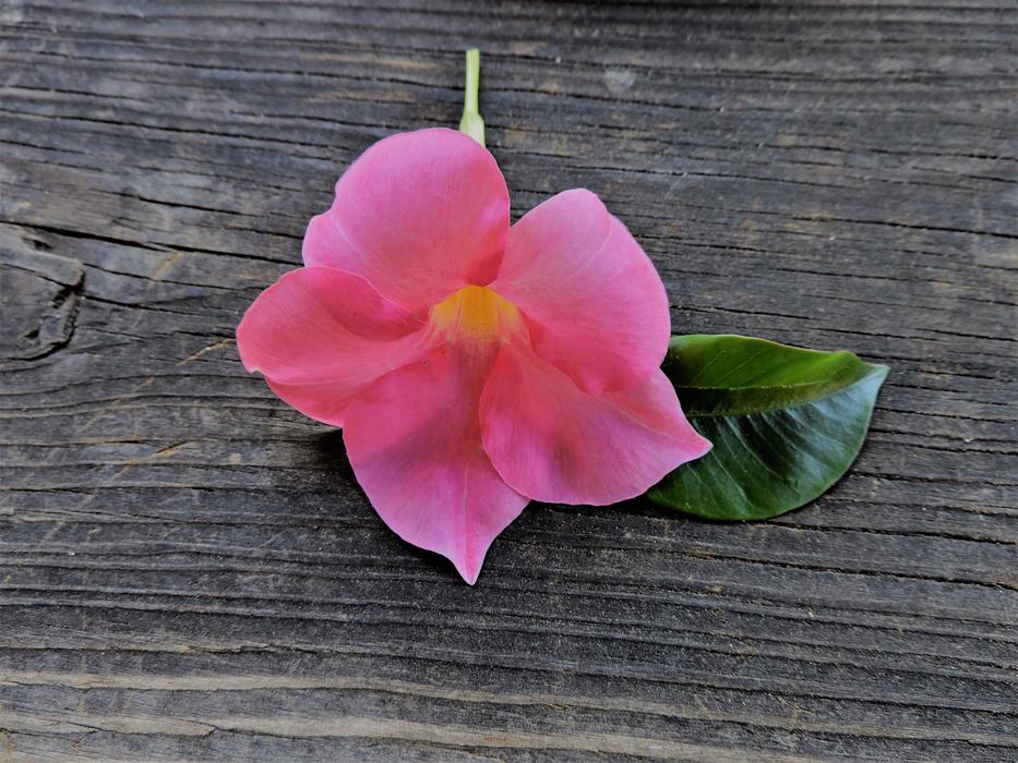 Flower Pink Leaf free image download