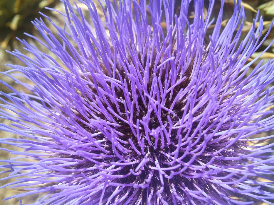 Flower Nature Blue free image download