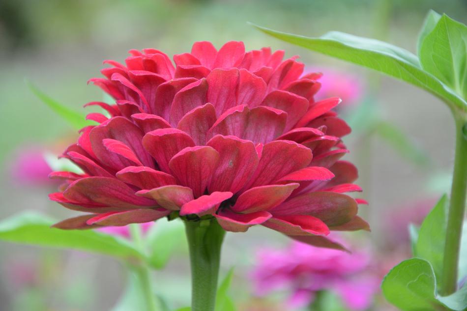 Red Flower Flowers free image download