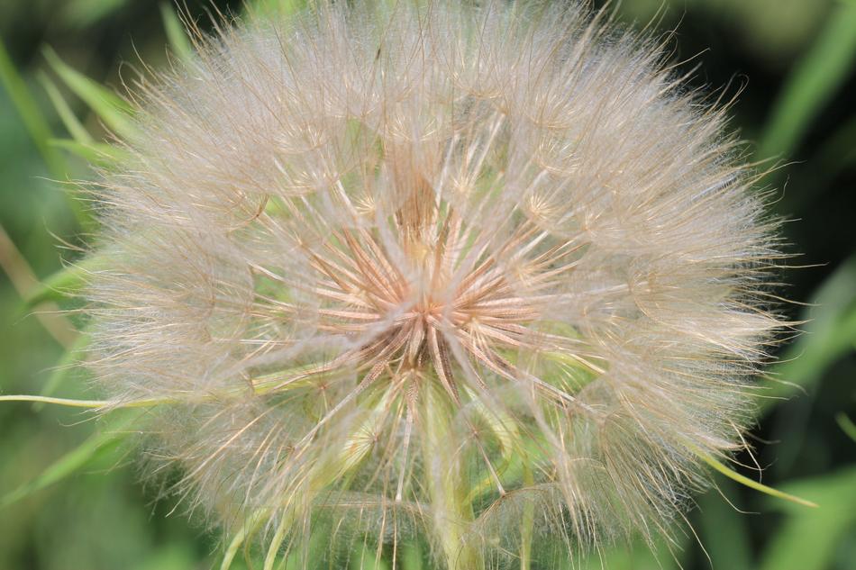 Fluffy flower seeds Closeup view free image download