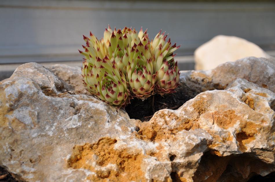 Rock Plant Garden free image download