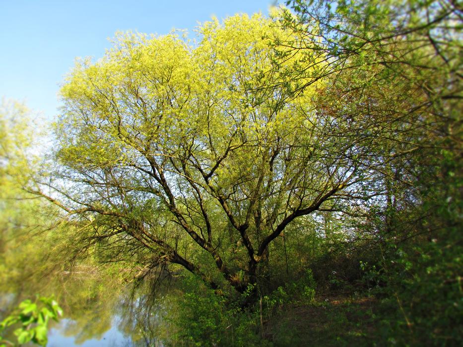 Spring Tree Nature free image download
