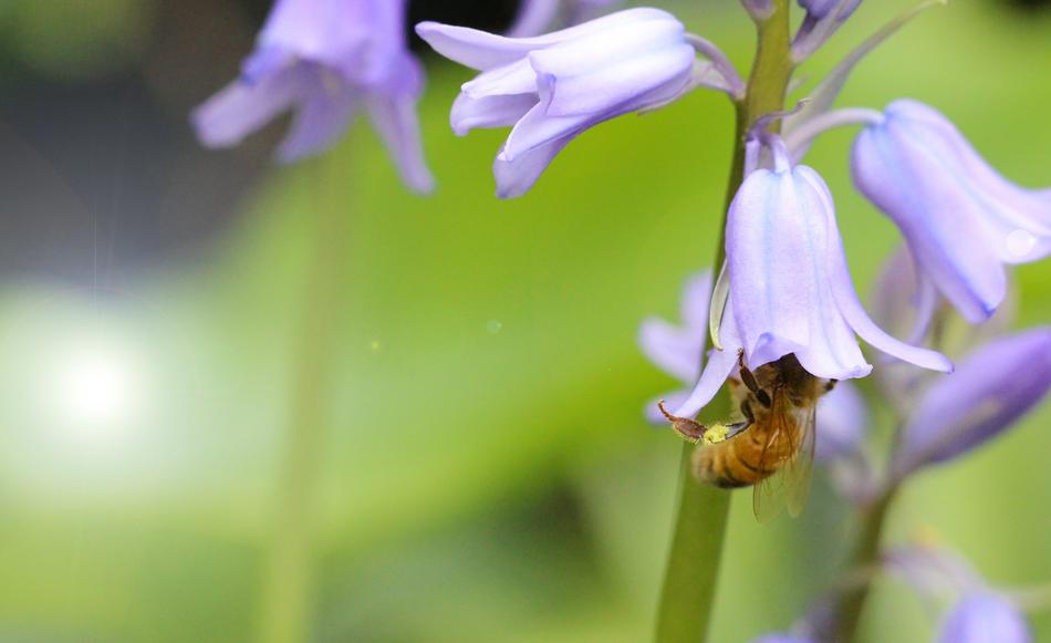 Blue Bell Spring free image download