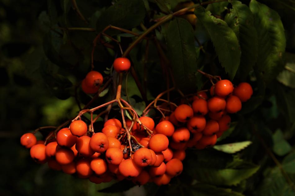 Rowan Nature Berries free image download