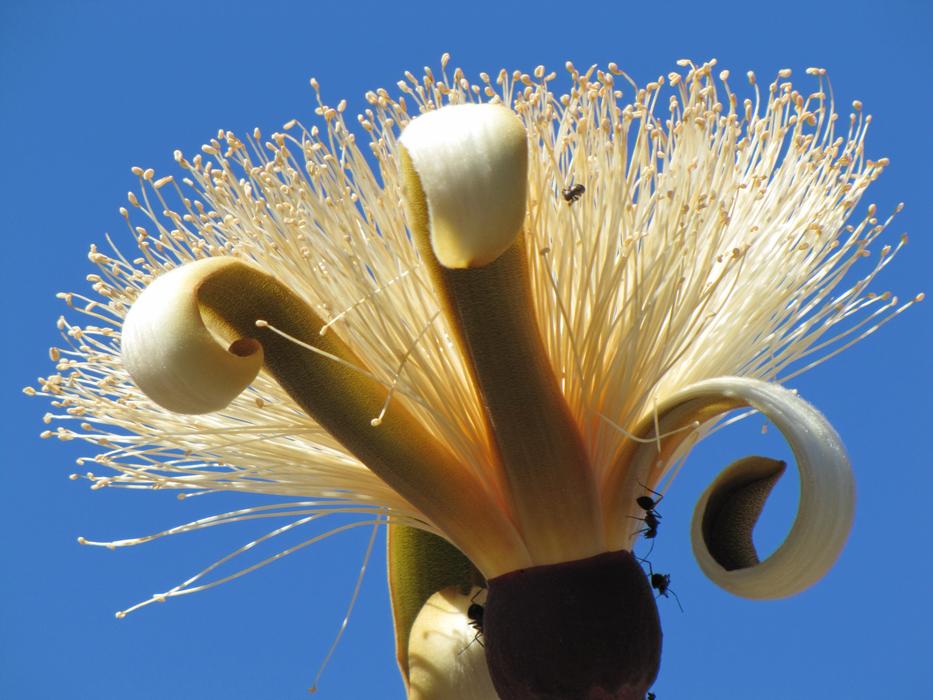 Flower Cerrado Goiás free image download