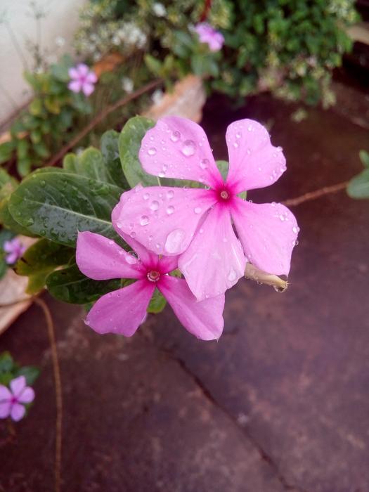 Flower Dew free image download
