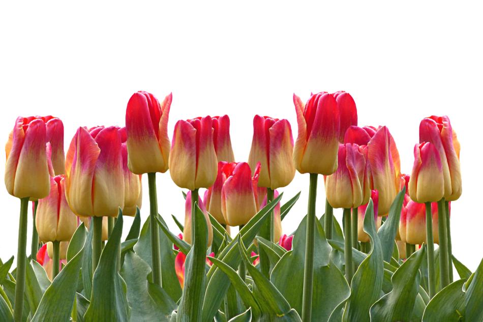 Tulips Spring Easter free image download