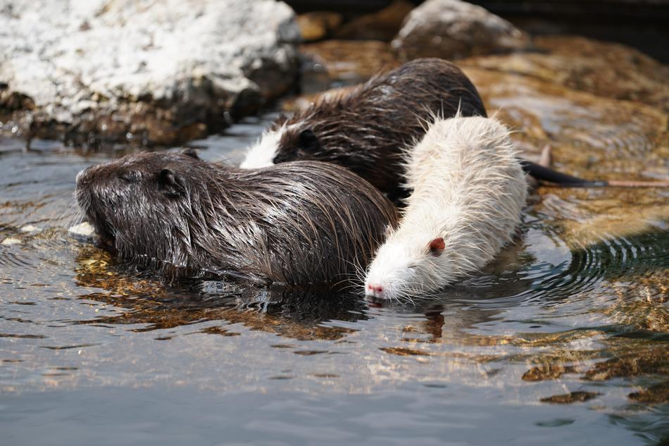 Swamp Fever Bieber free image download