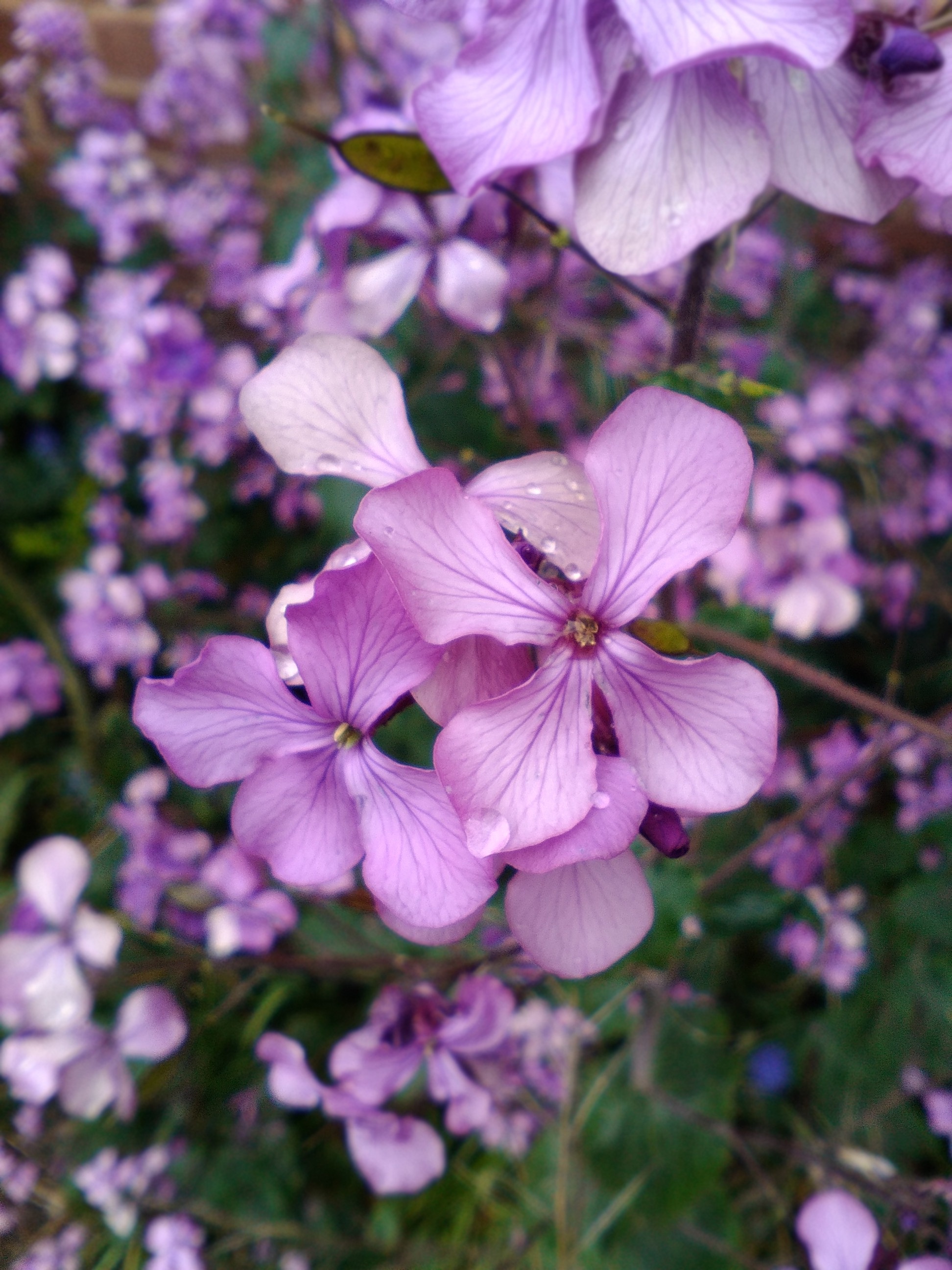 Flower Purple Nature free image download