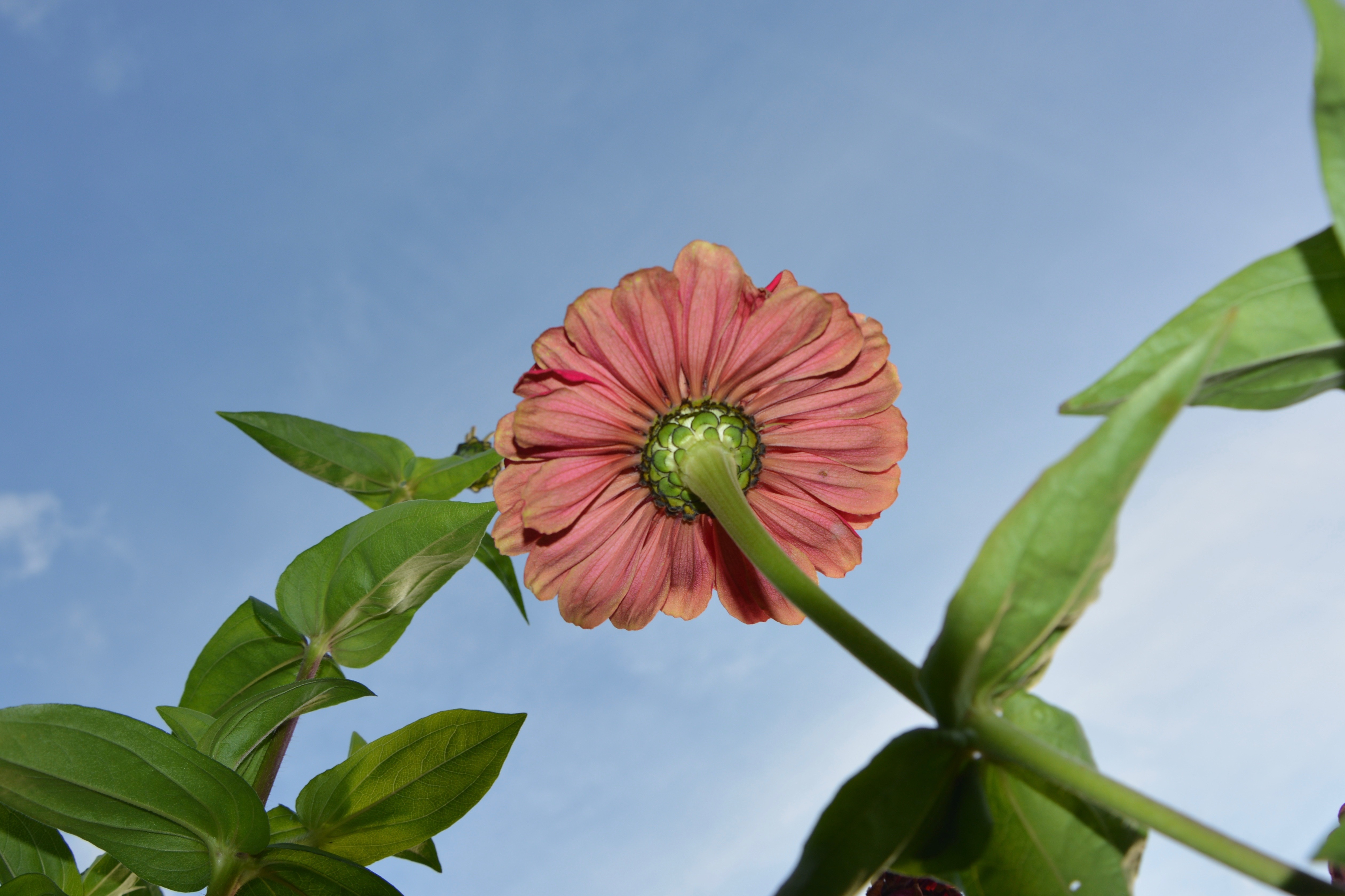 Flower Below Green Leaves free image download