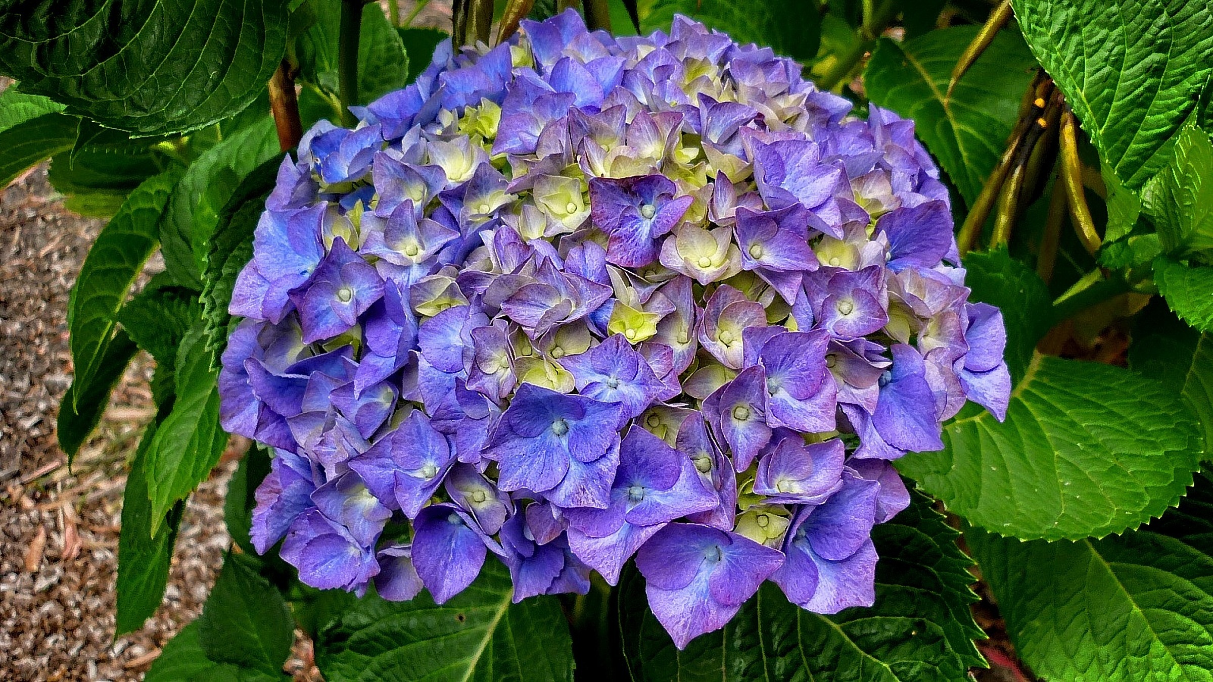 Flower Blue Petals free image download