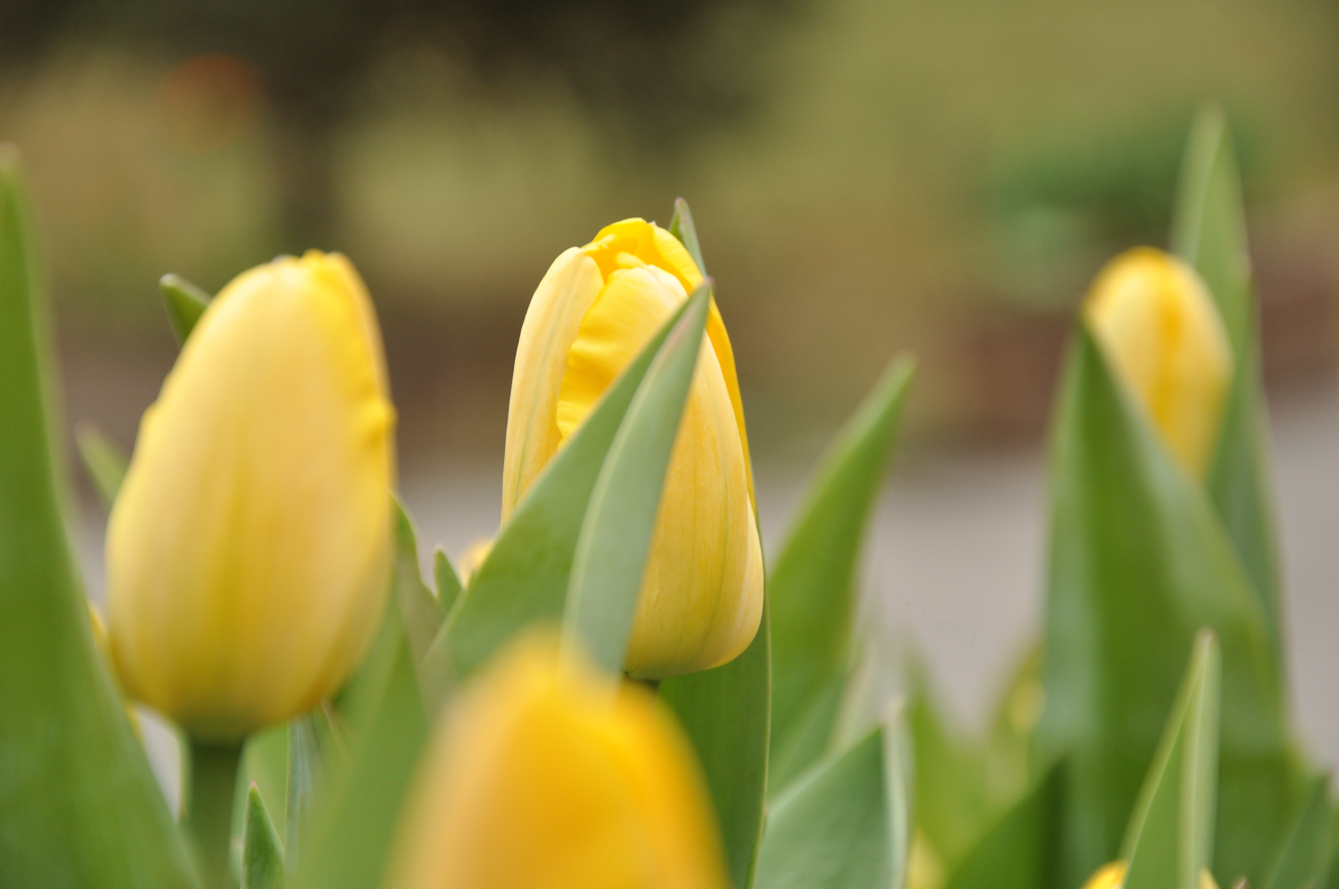 Flower Views free image download