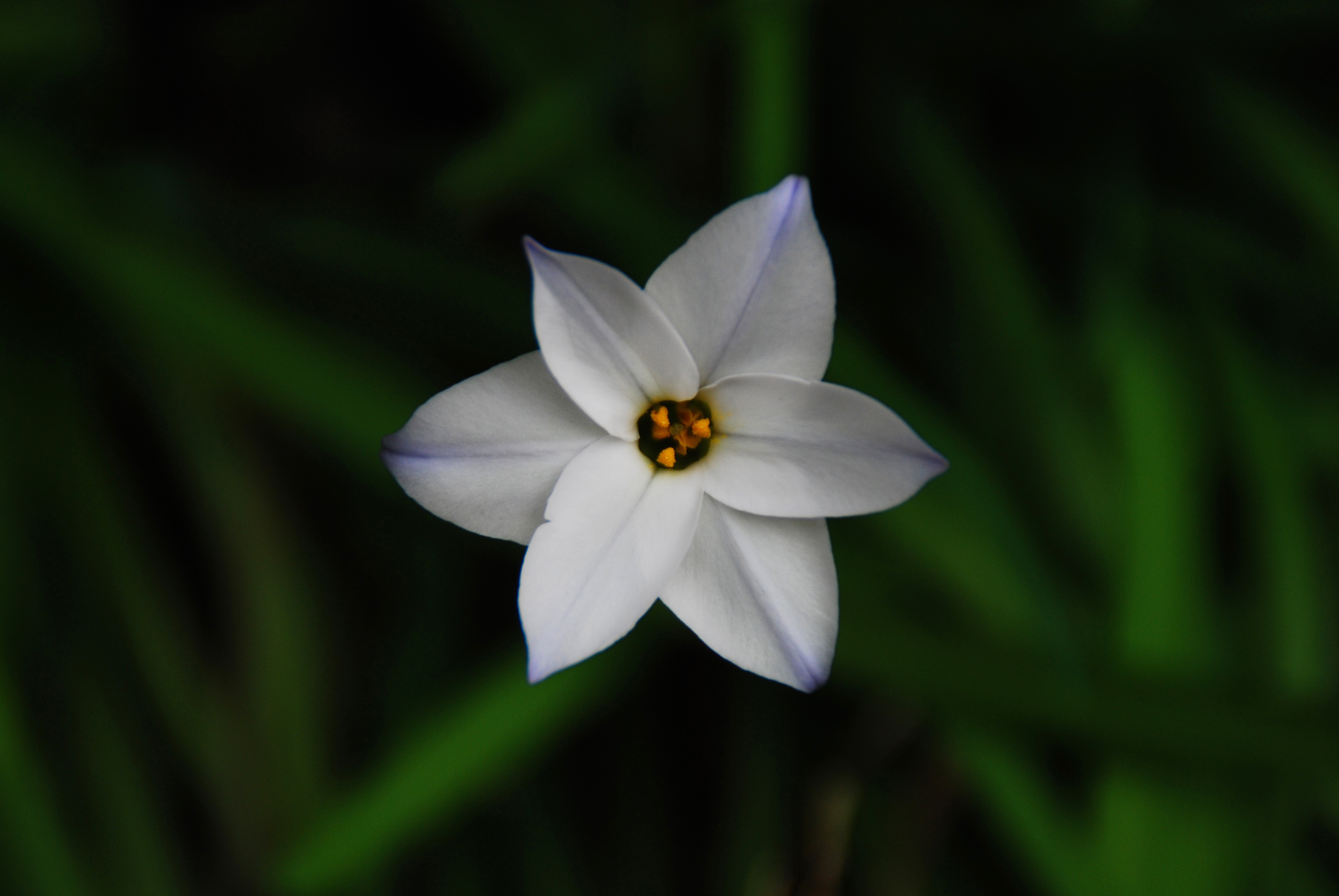 Flower White free image download