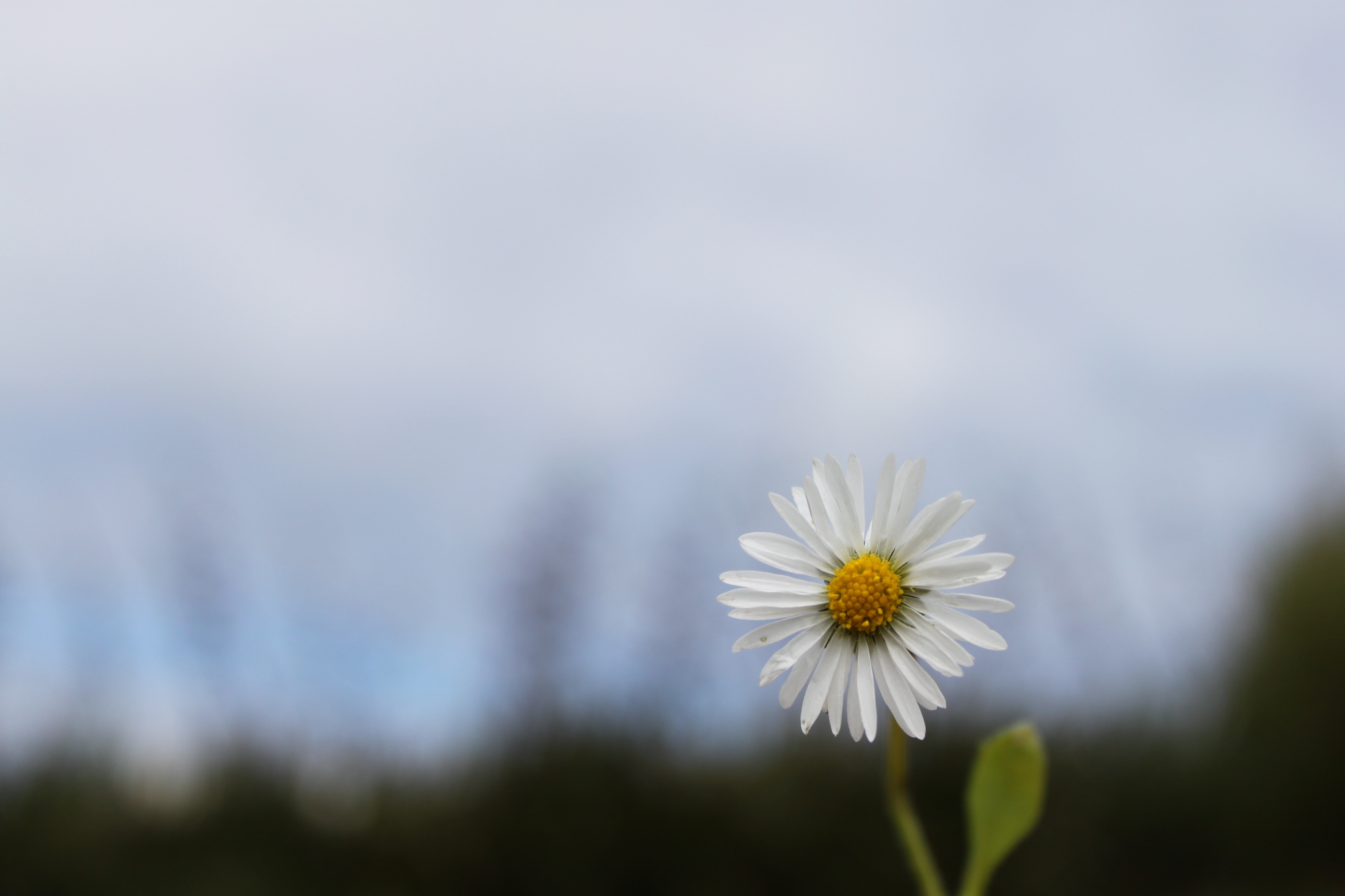 Daisy Nature free image download