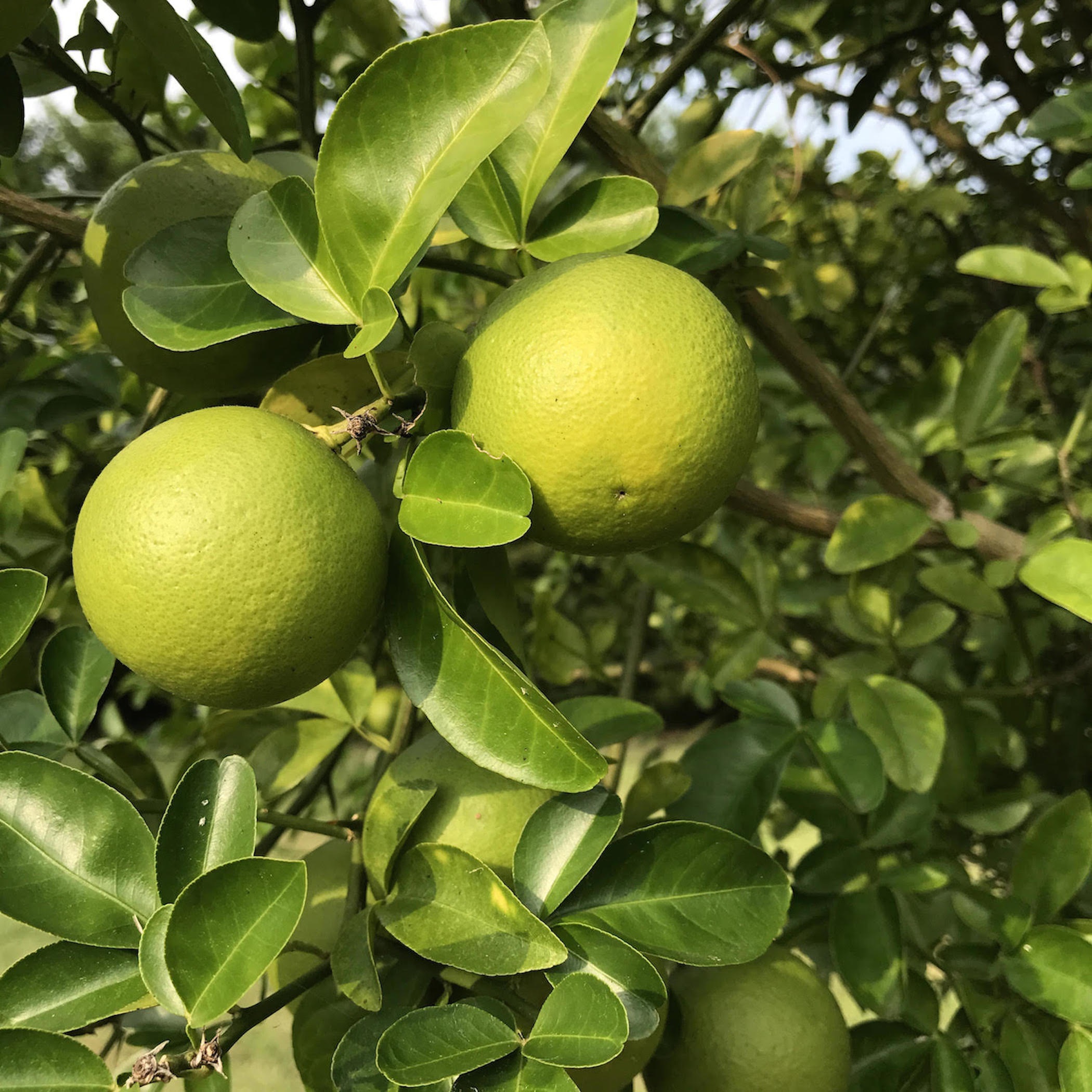 Green citrus on a tree free image download