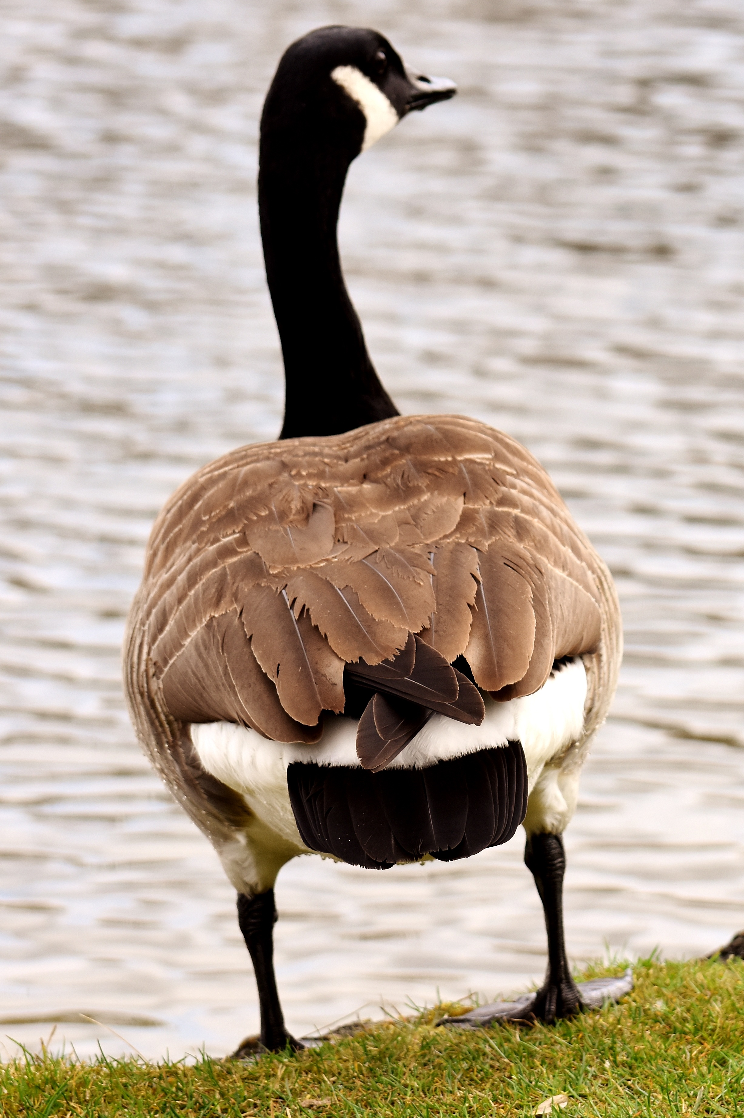 Goose Water Bird Wild free image download