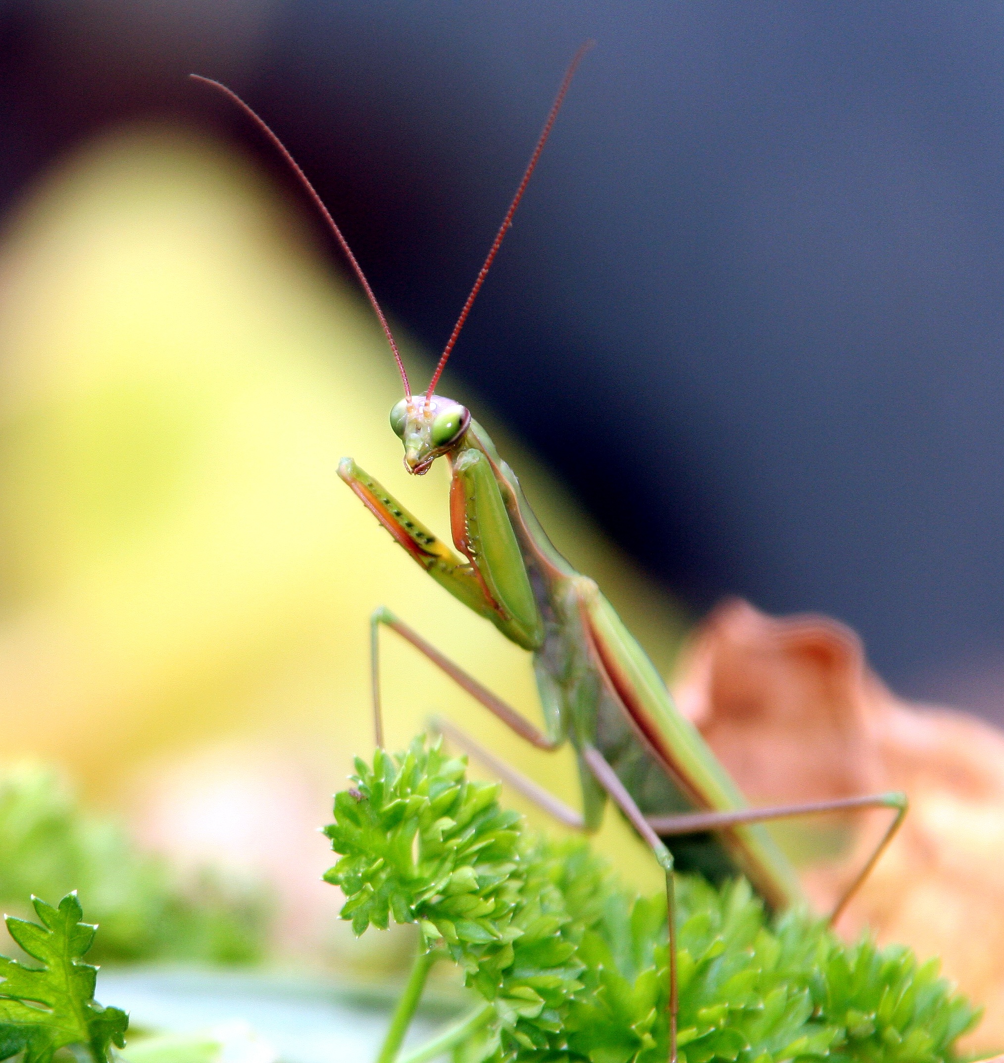 Insect Mantis Grasshopper free image download