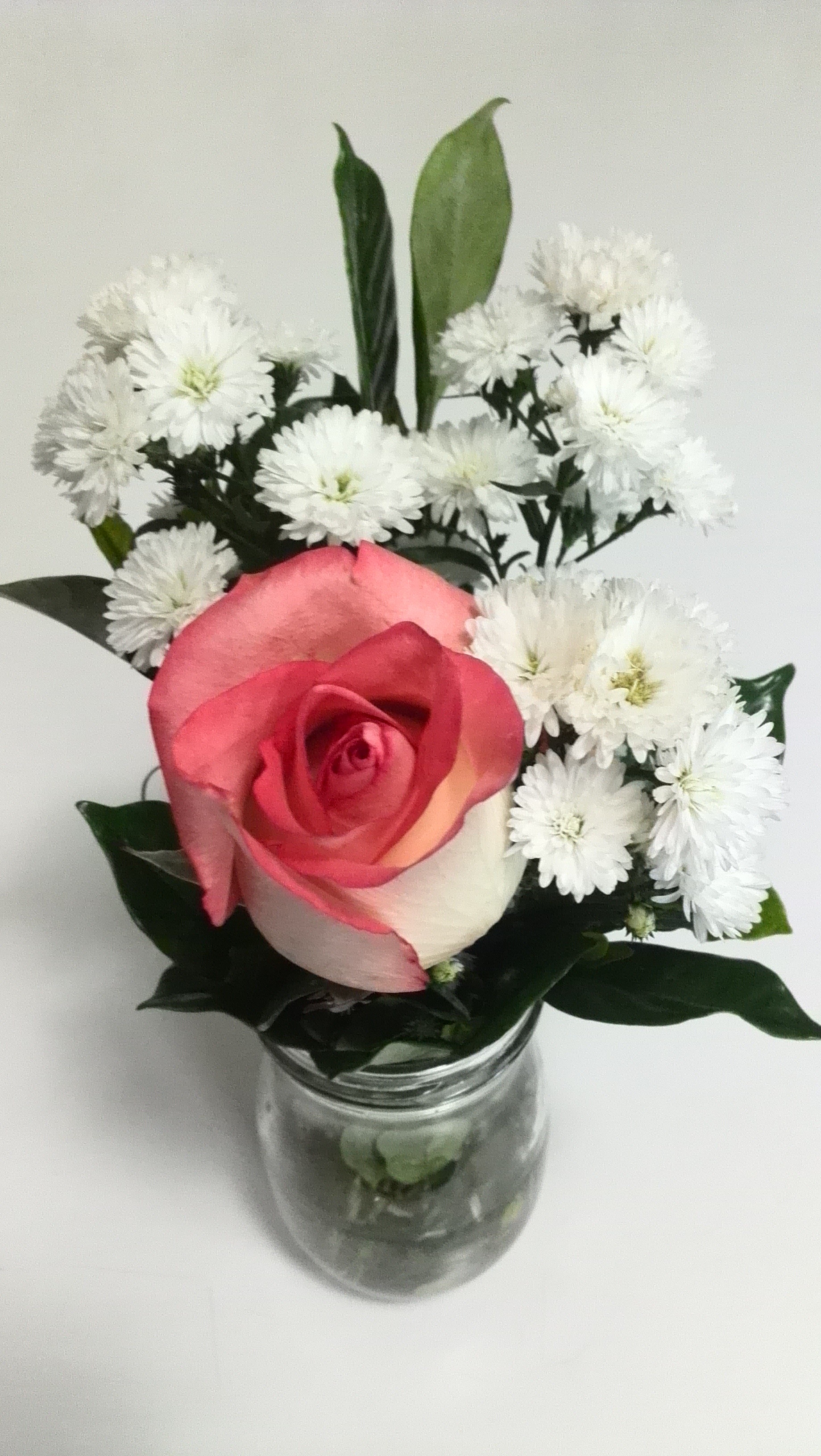 Rosa Flower free image download