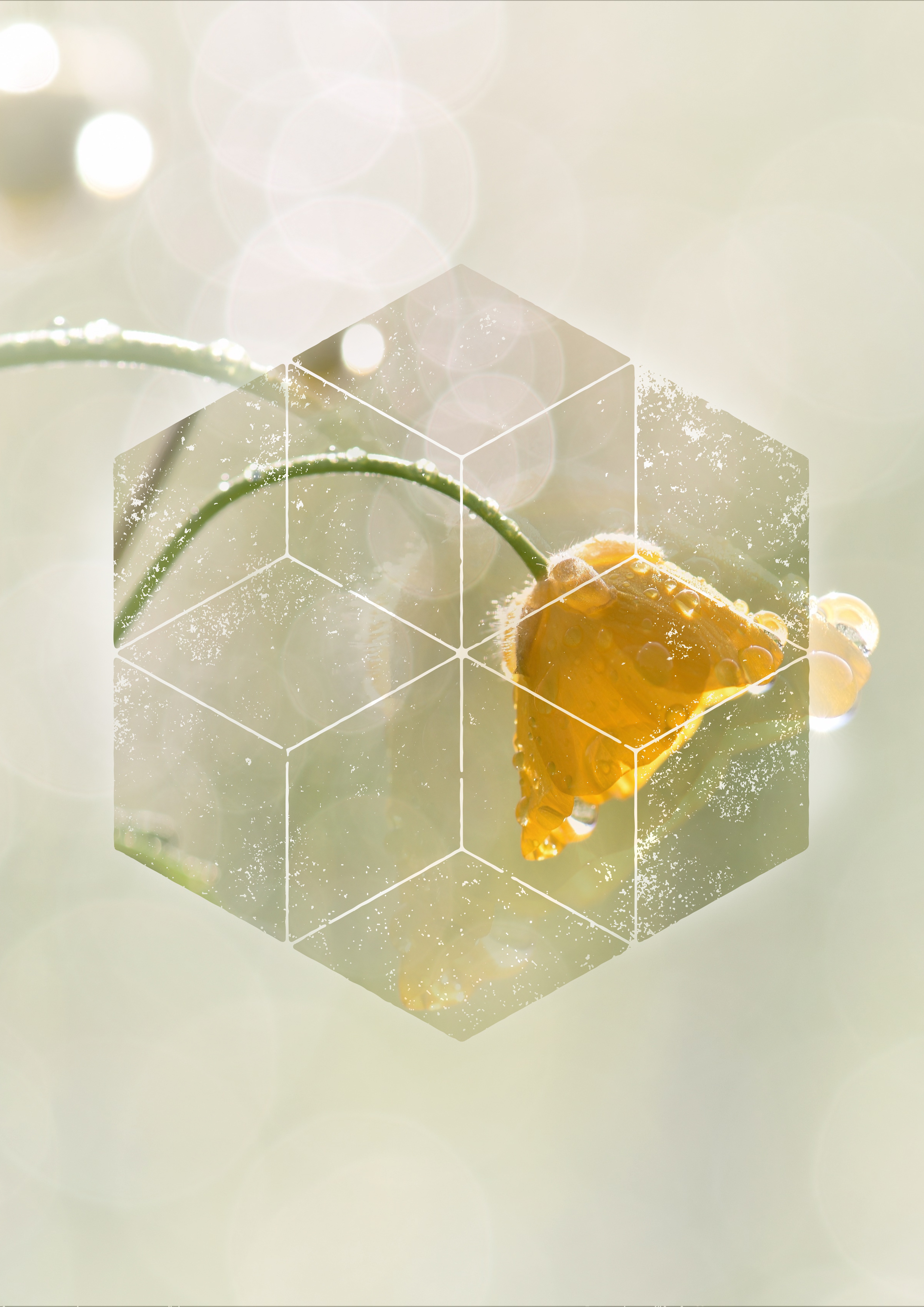 Buttercup Geometric Yellow Dew free image download
