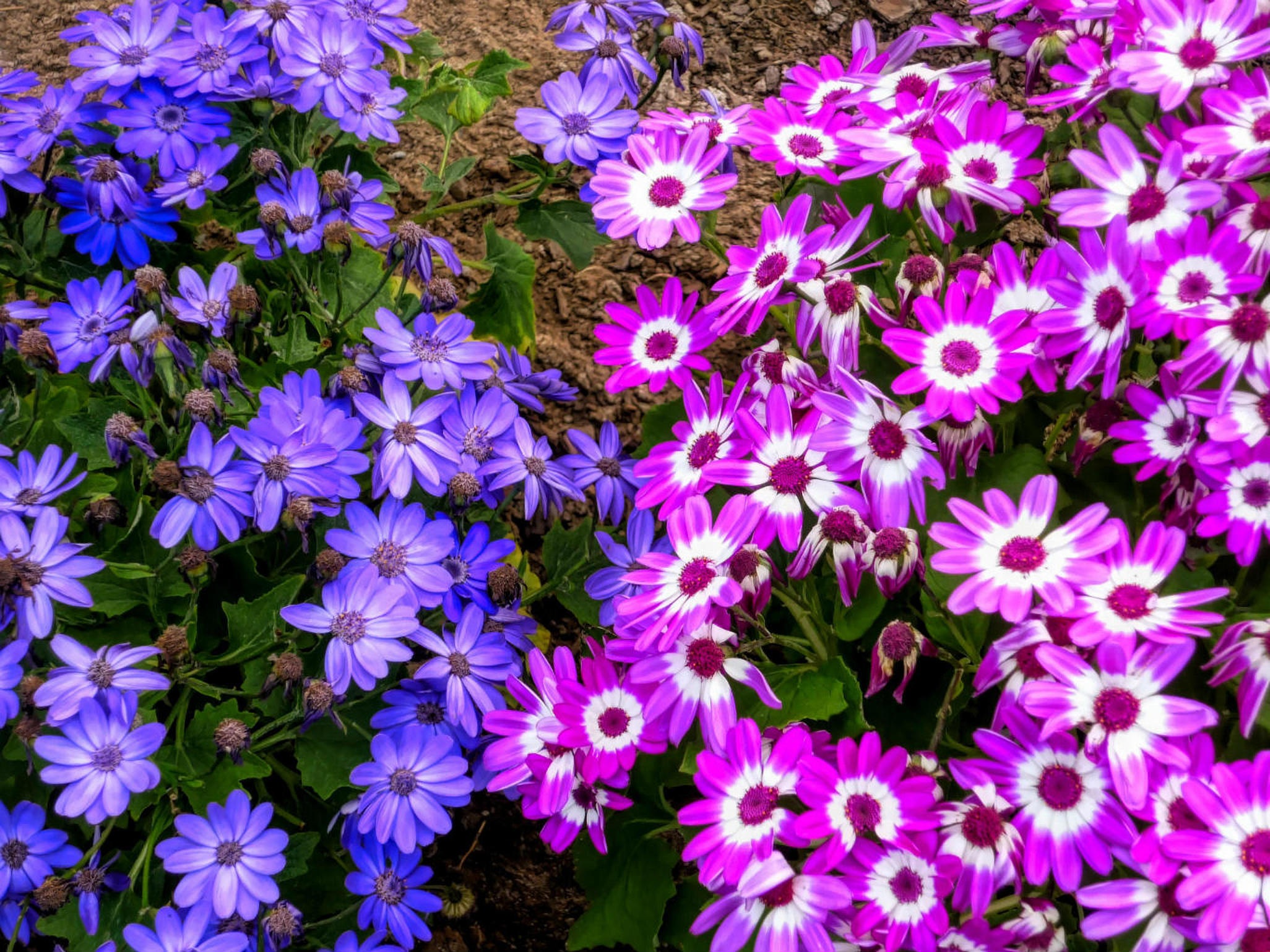 Flowers Flora Nature free image download