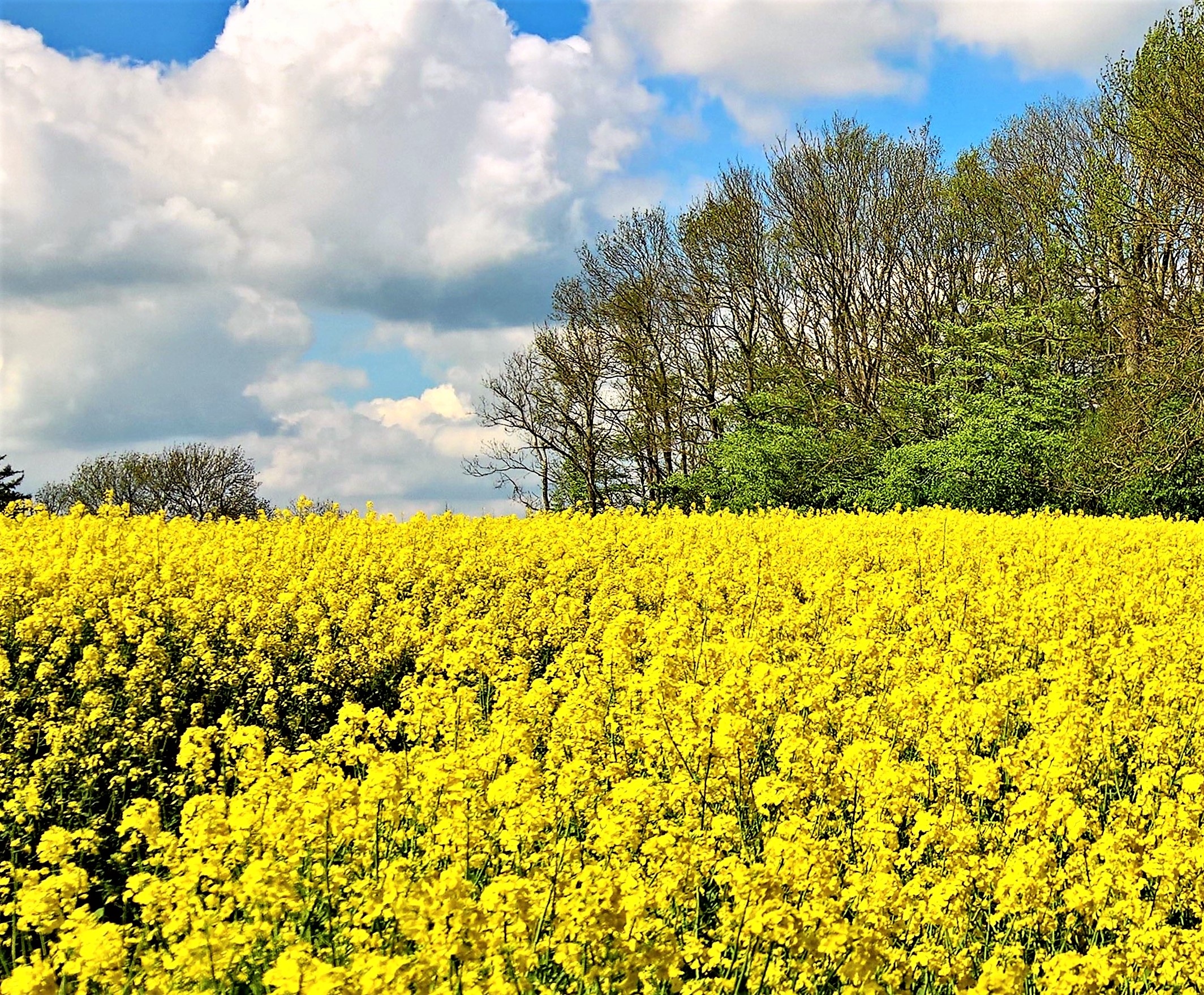 Field Of Rapeseeds Rape Blossom free image download
