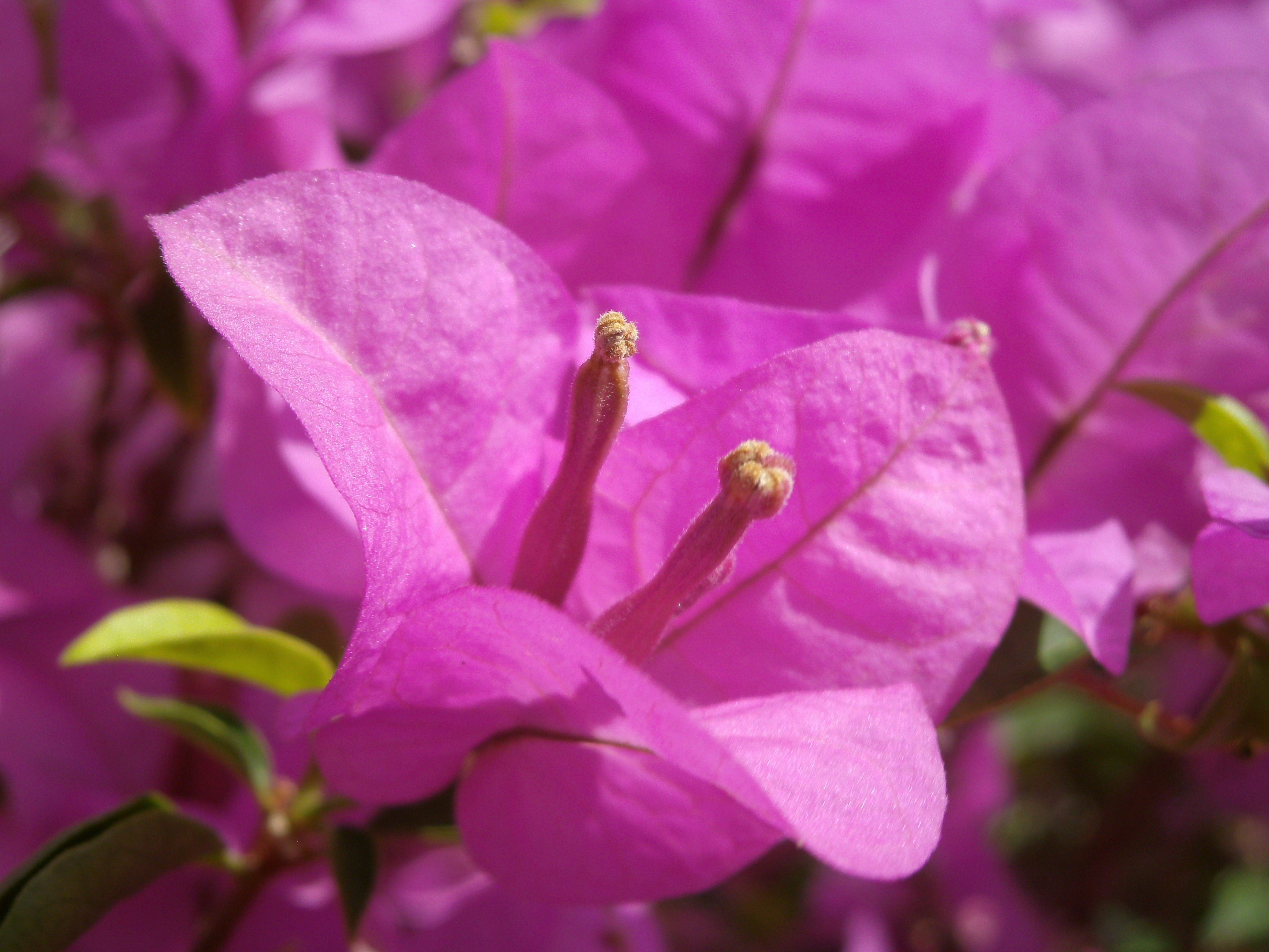 Nature Flower Pink free image download