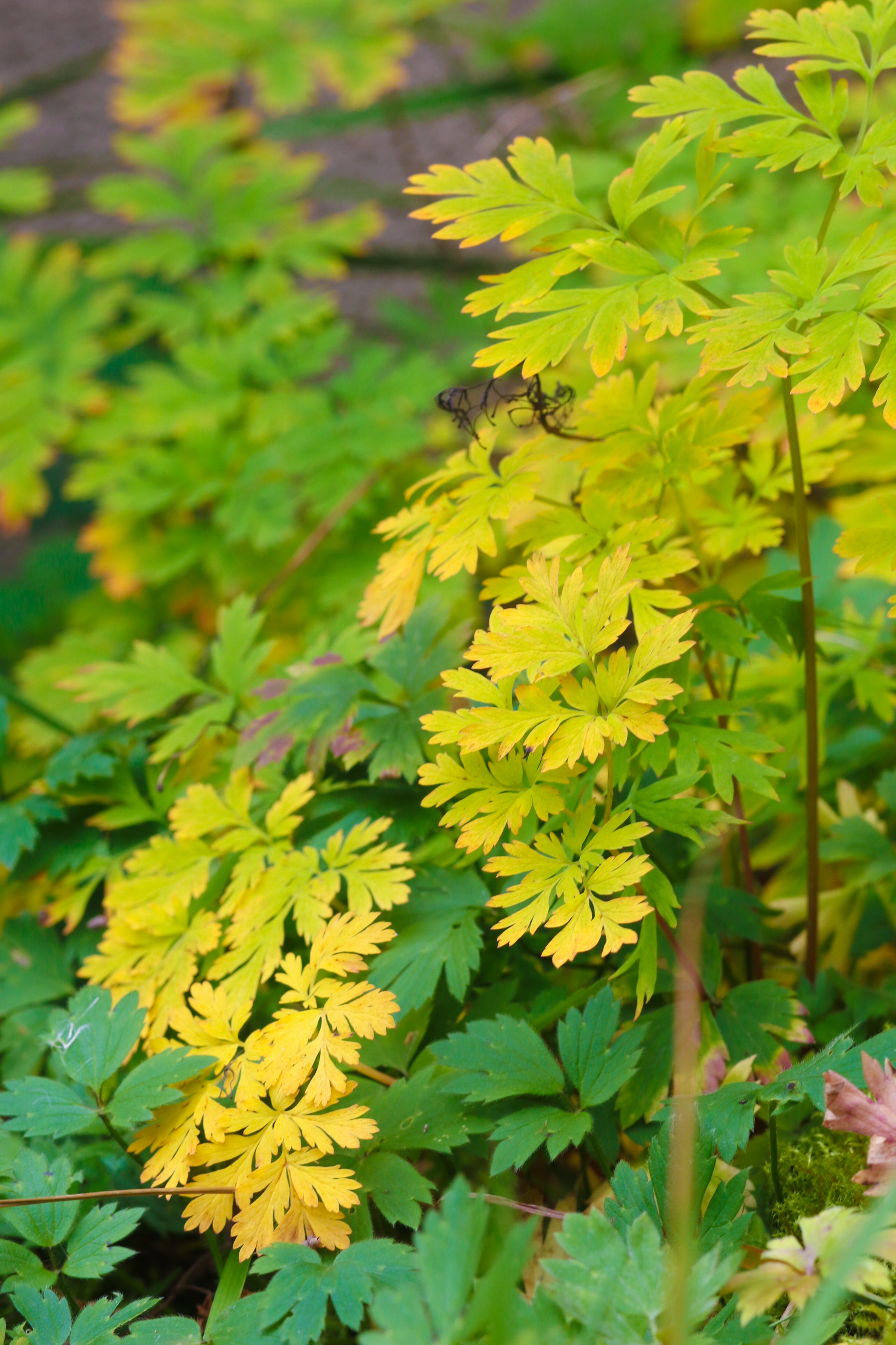 Leaf Plant Autumn Leaves free image download