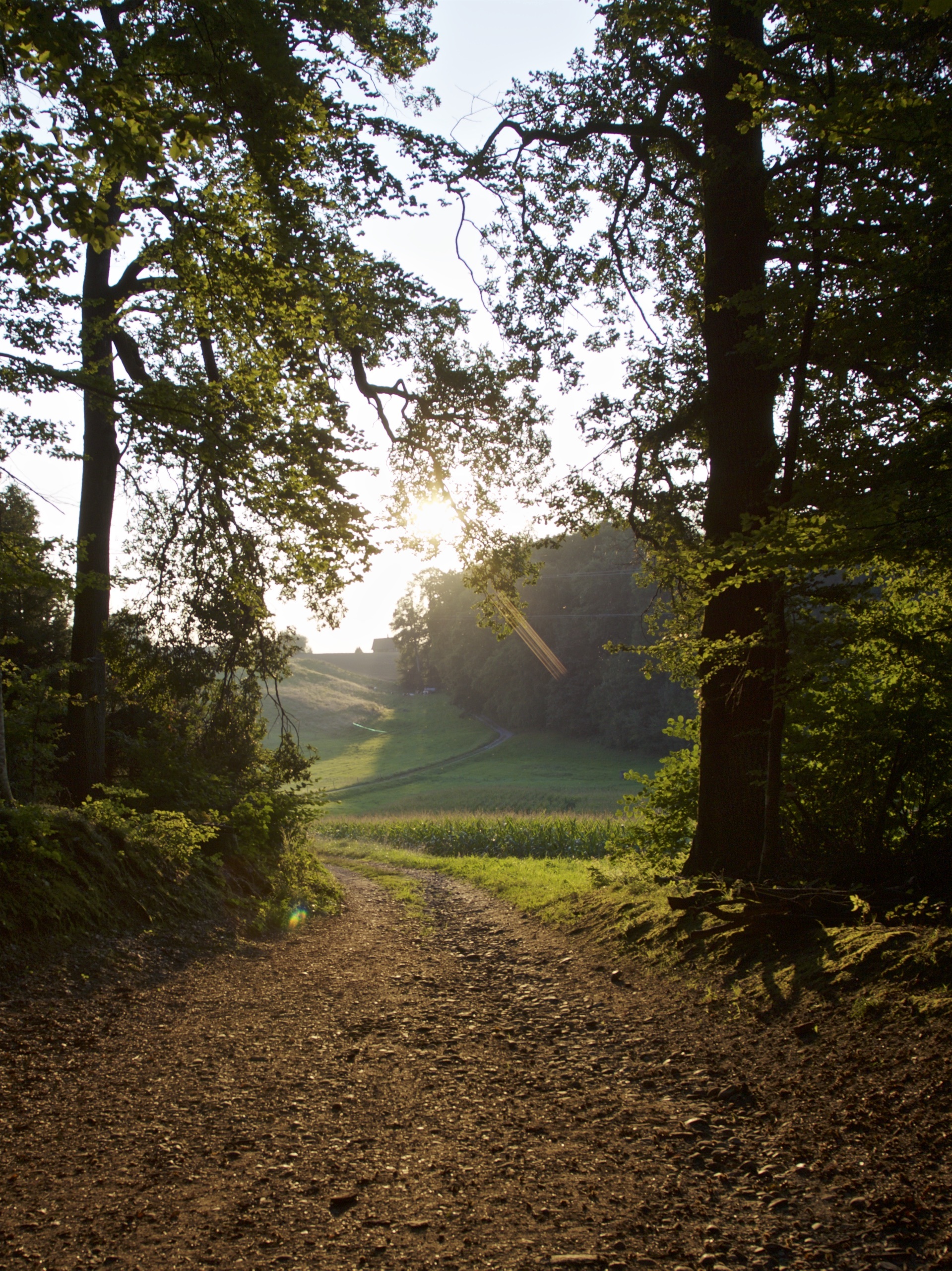 Glade Forest Trees free image download