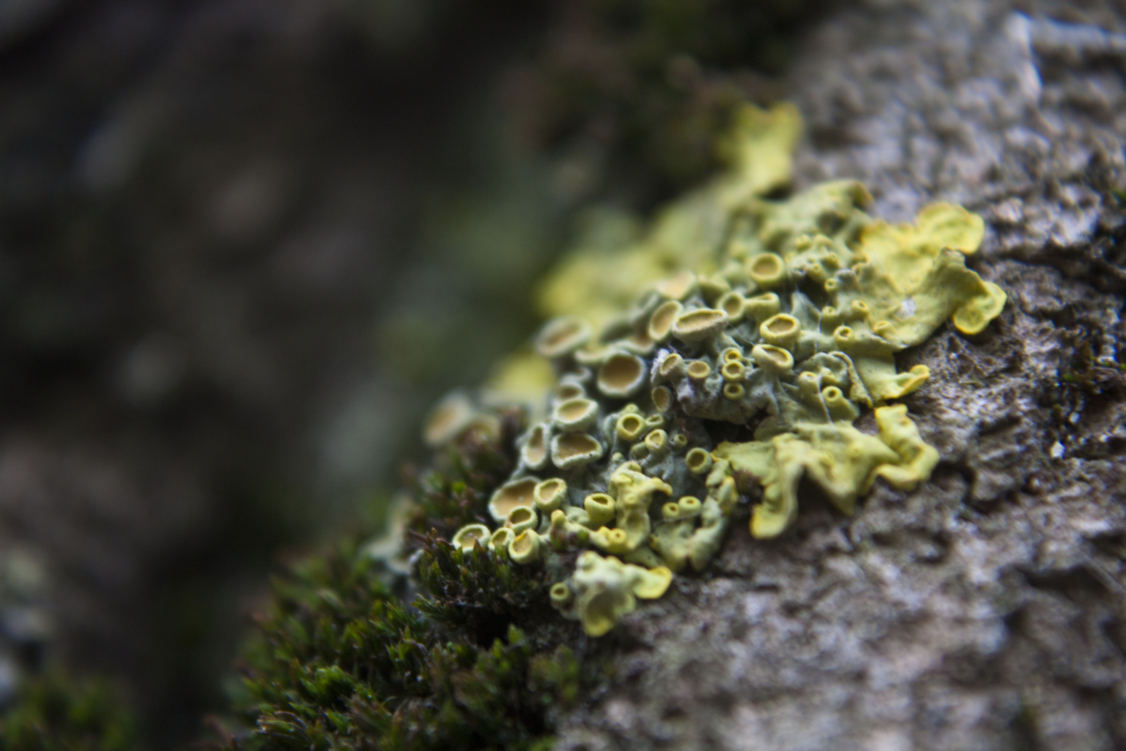Lichen Macro Yellow free image download