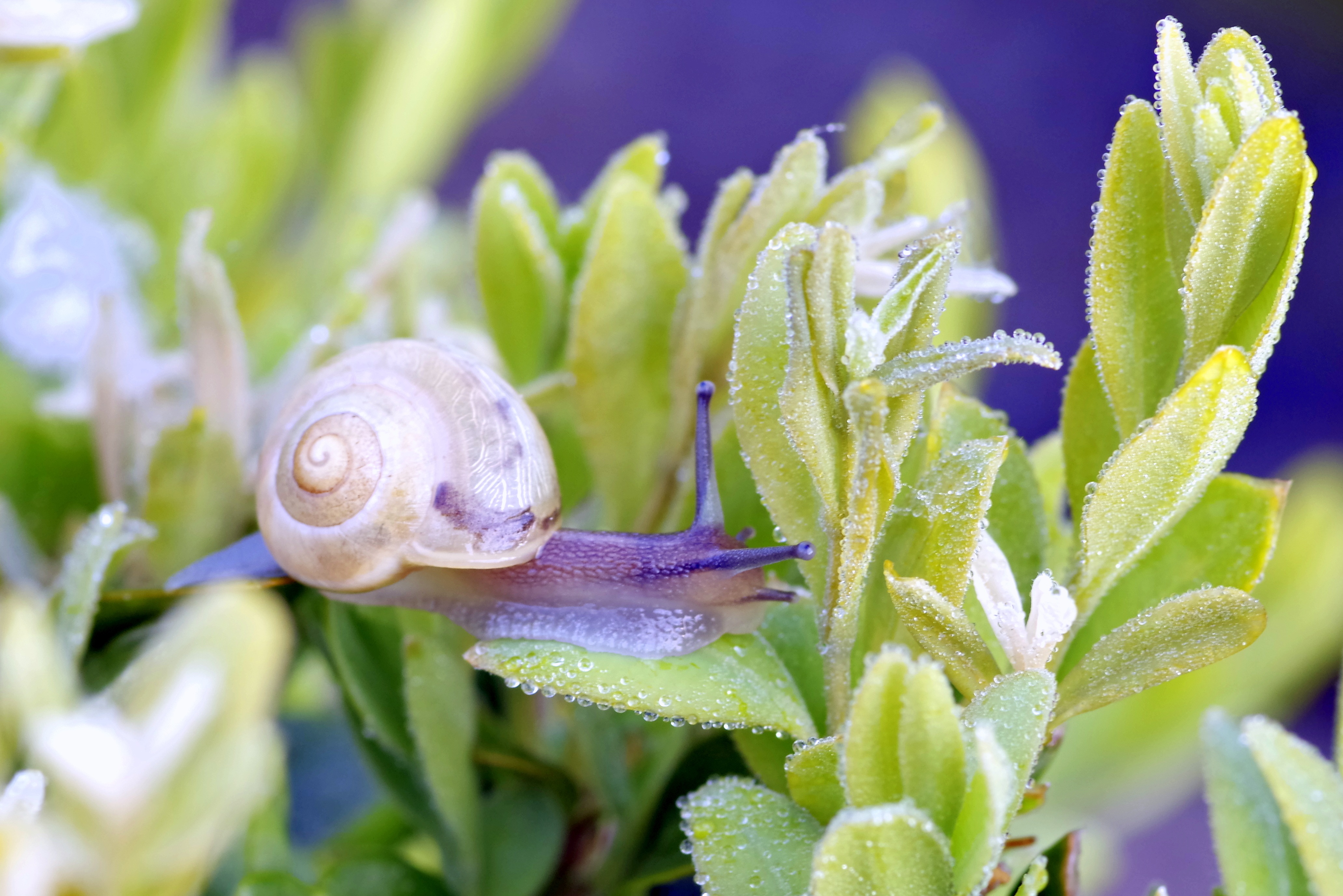 Snail Plant Foliage free image download