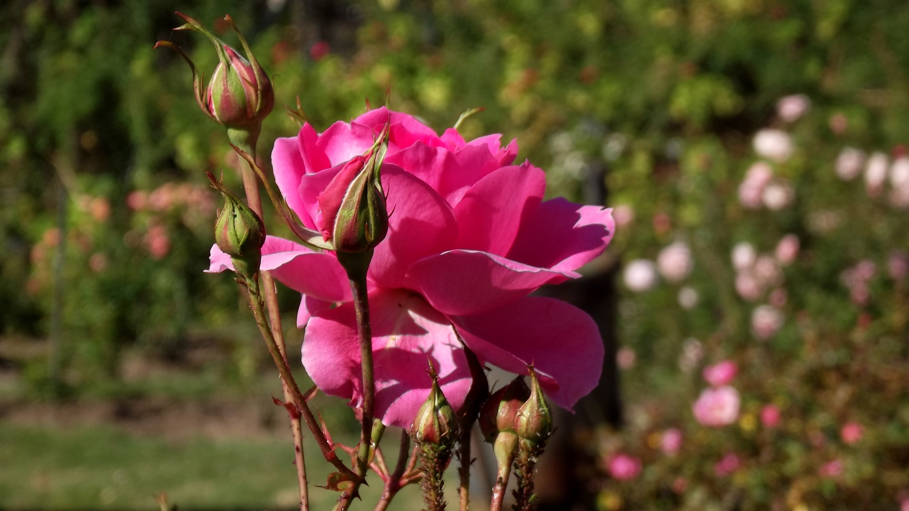 Rose, lush pink Flower and buds in garden free image download