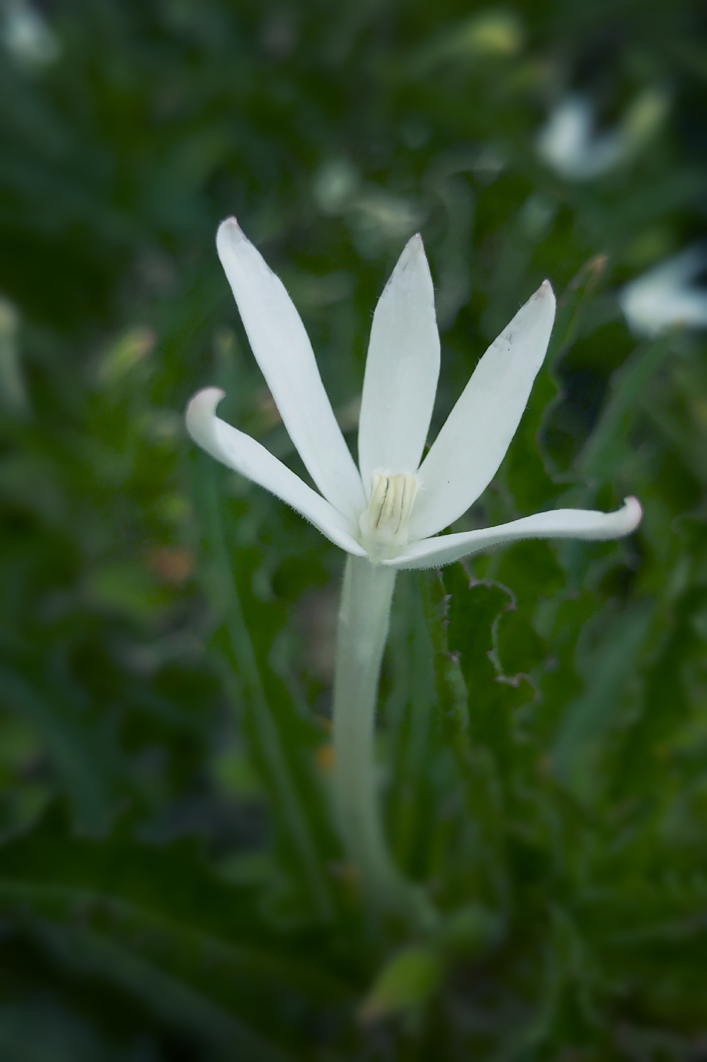 White Flower Bloom Blossom free image download