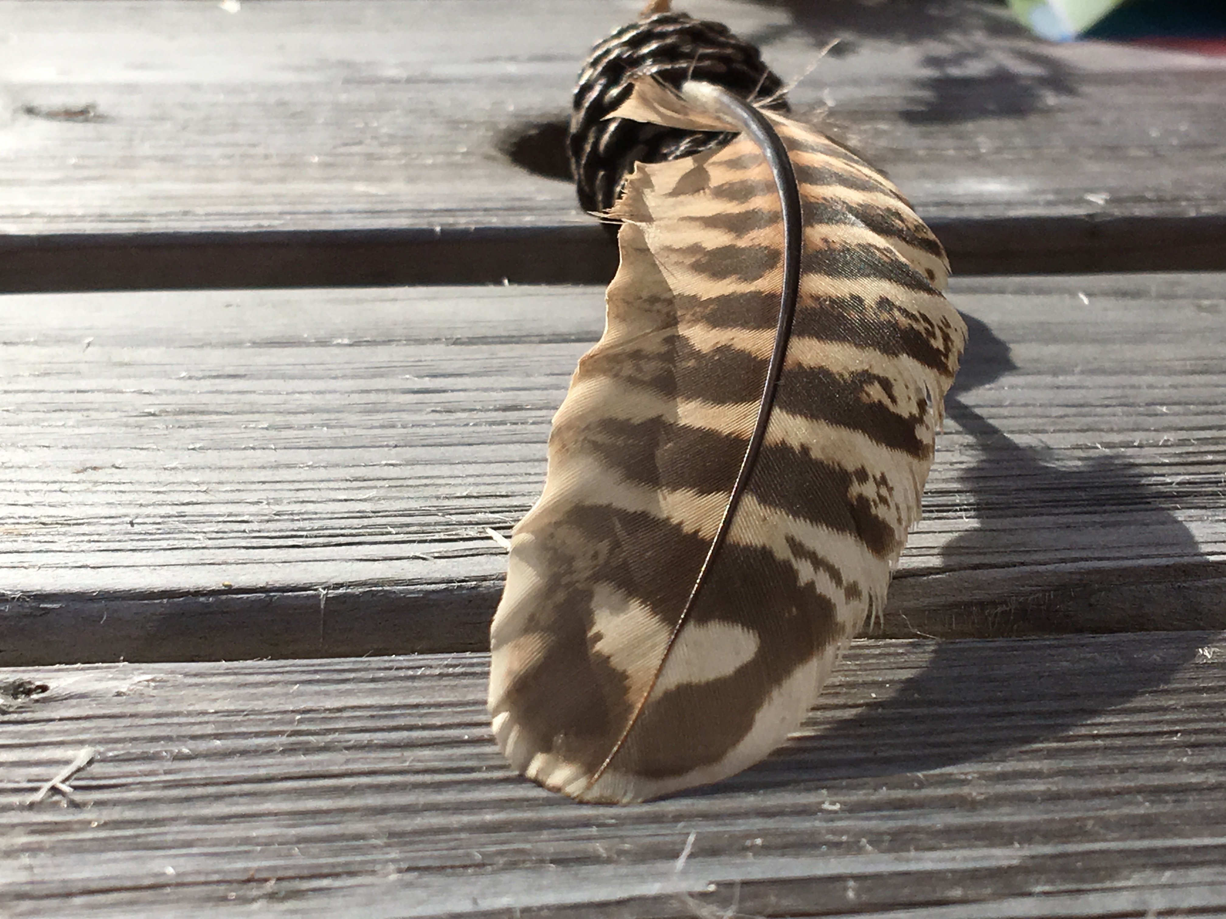 Feather Natural Arty free image download