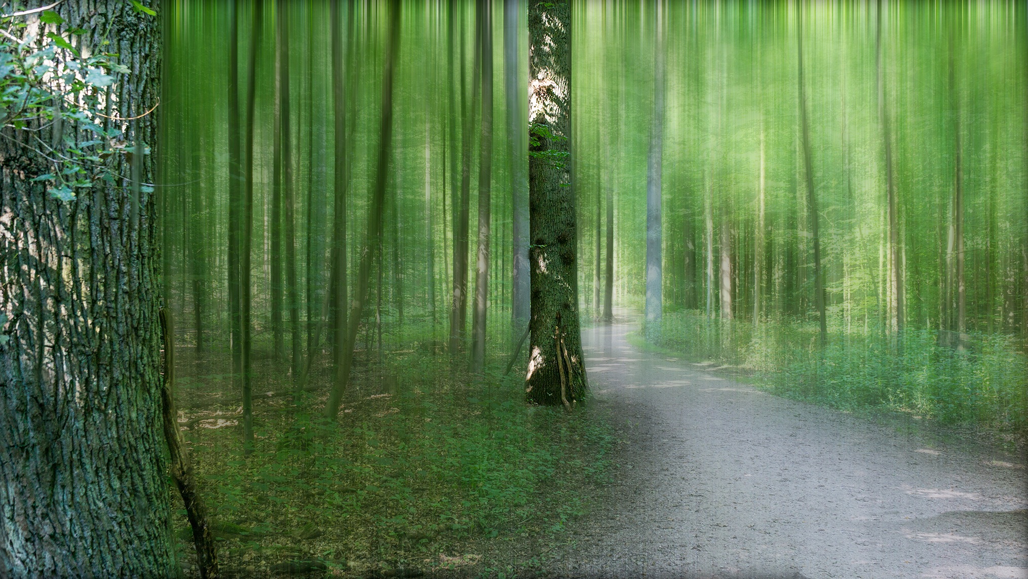 Forest Trees Away free image download